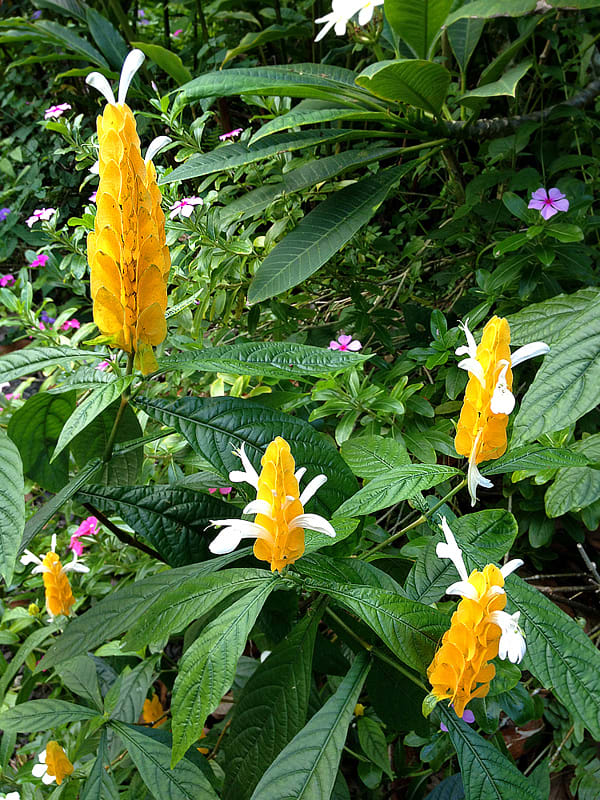 The Most Gorgeous Yellow Tropical Flower for Your Garden - Dengarden