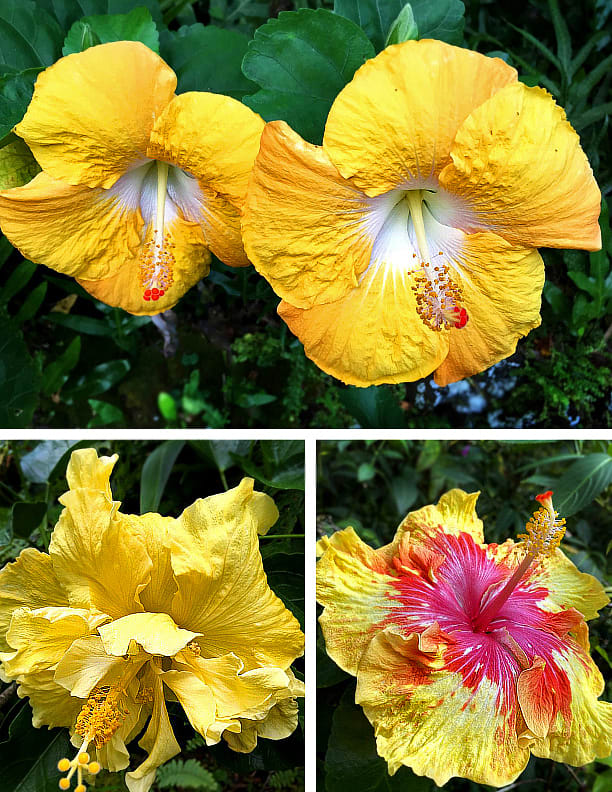 The Most Gorgeous Yellow Tropical Flower for Your Garden - Dengarden