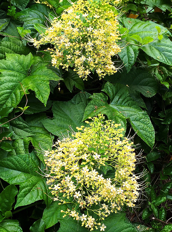 The Most Gorgeous Yellow Tropical Flower for Your Garden - Dengarden