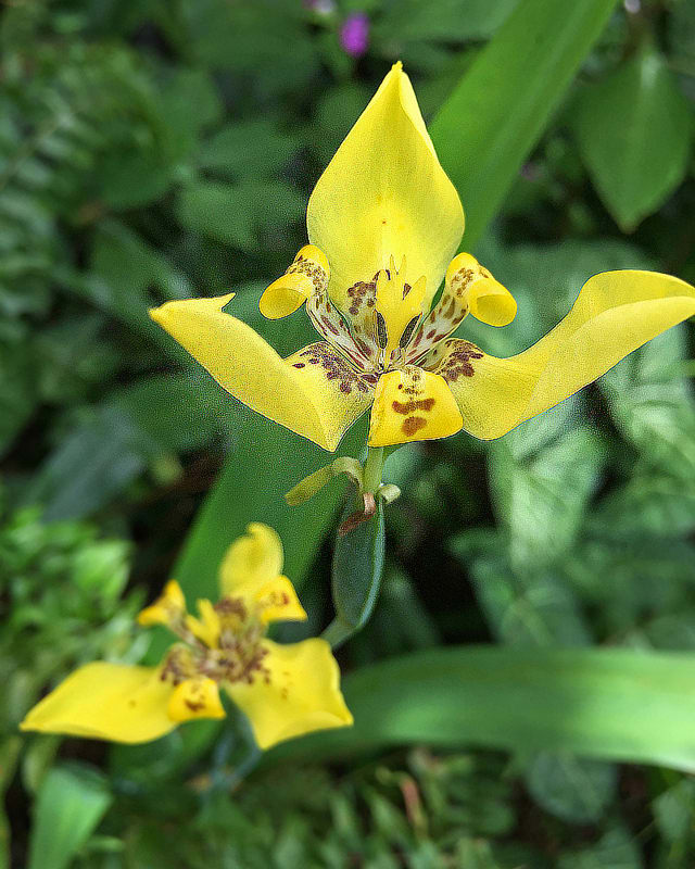 The Most Gorgeous Yellow Tropical Flower for Your Garden - Dengarden