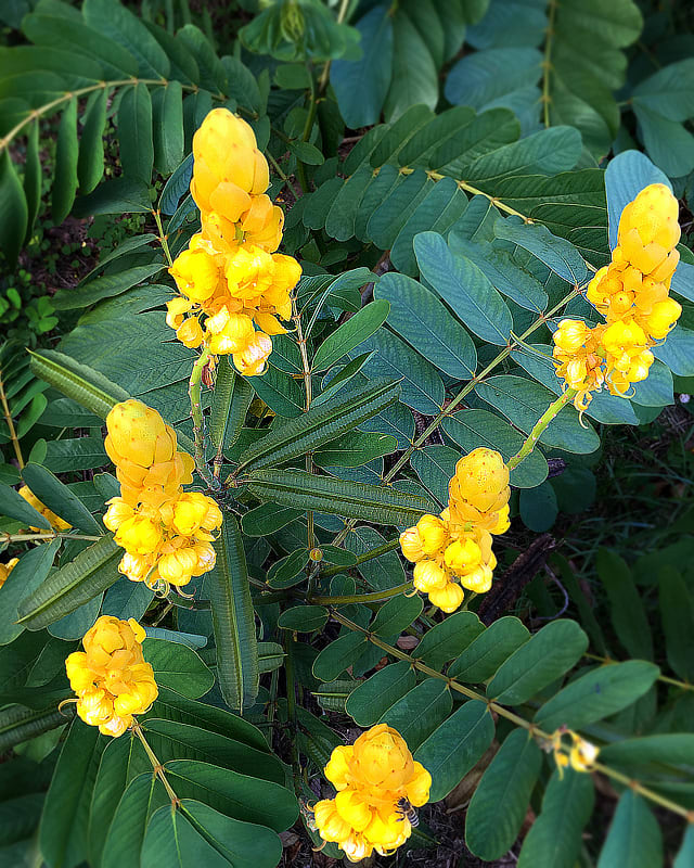The Most Gorgeous Yellow Tropical Flower for Your Garden - Dengarden