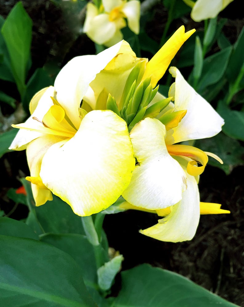 The Most Gorgeous Yellow Tropical Flower for Your Garden - Dengarden