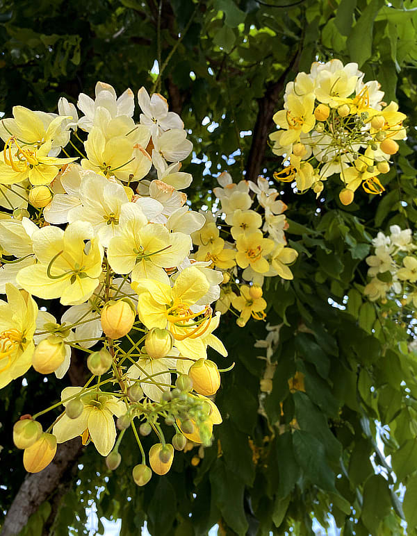 The Most Gorgeous Yellow Tropical Flower for Your Garden - Dengarden
