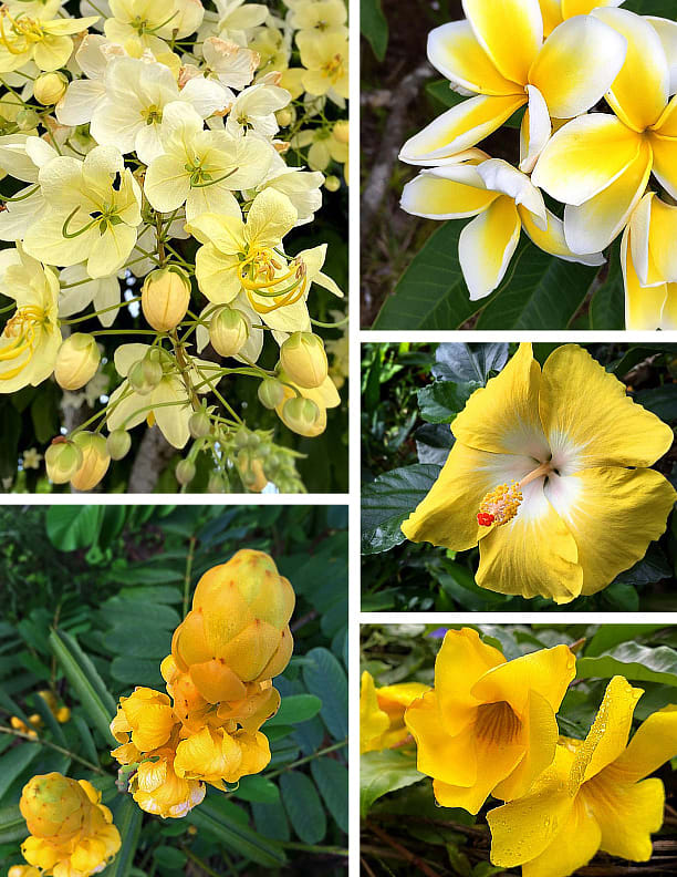 The Most Gorgeous Yellow Tropical Flower for Your Garden - Dengarden