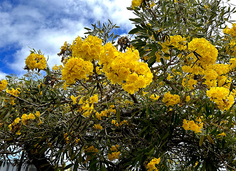 The Most Gorgeous Yellow Tropical Flower for Your Garden - Dengarden