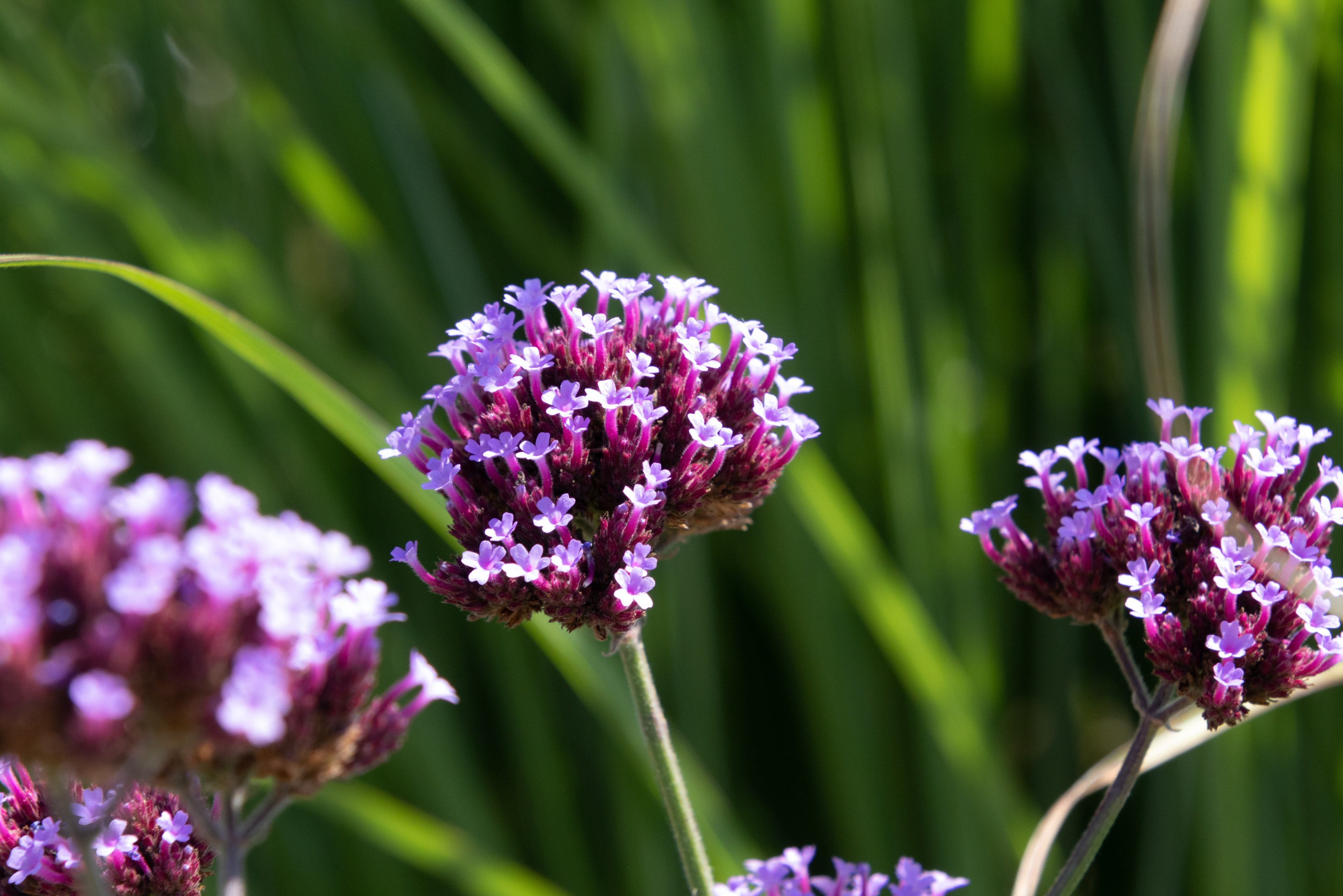 verbena landscape design