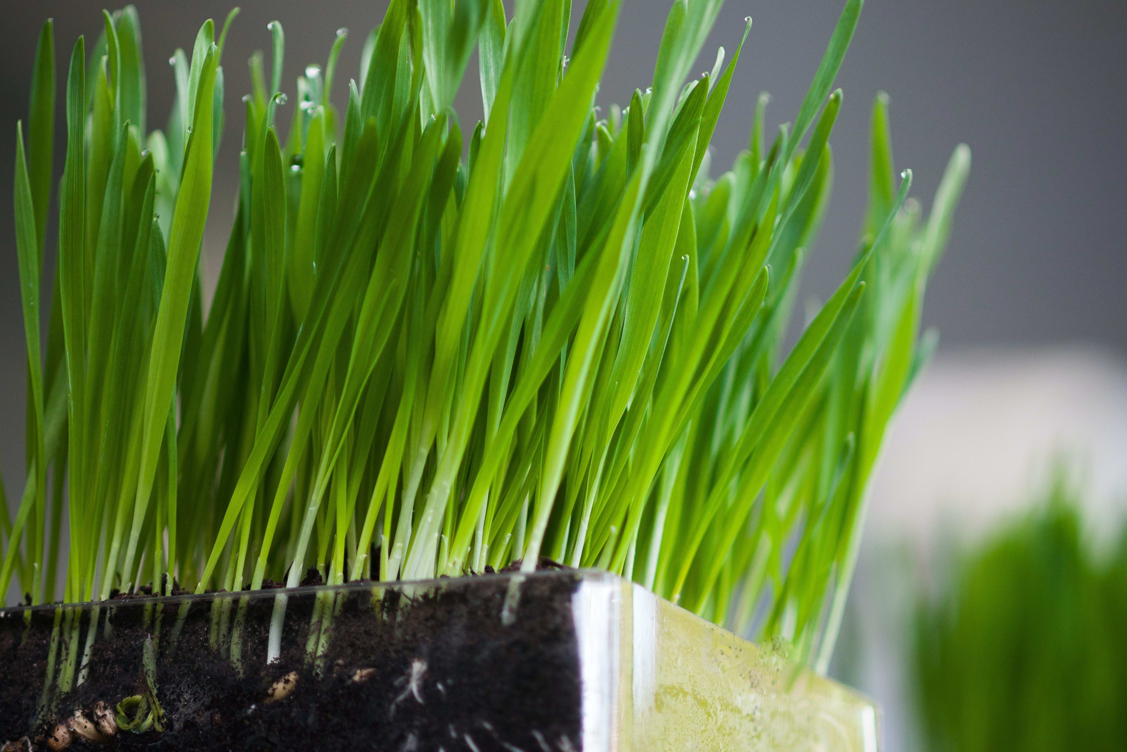 How to Use Wheatgrass Kits and Trays - Dengarden
