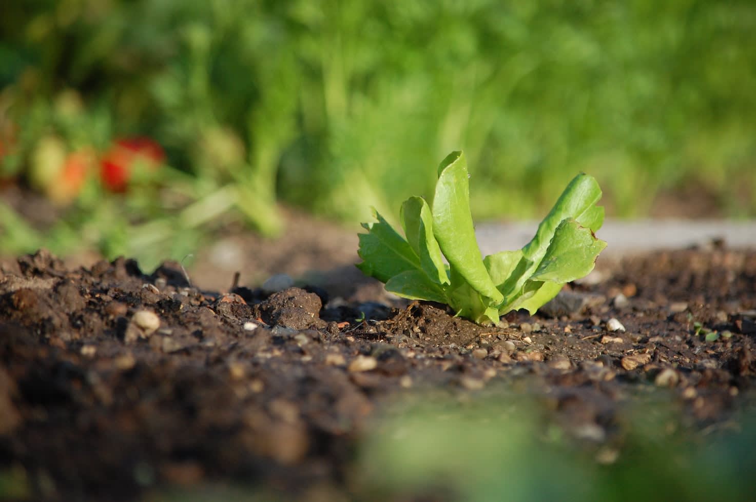 Is Your Soil Ruining Your Garden? Here's How to Tell - Dengarden