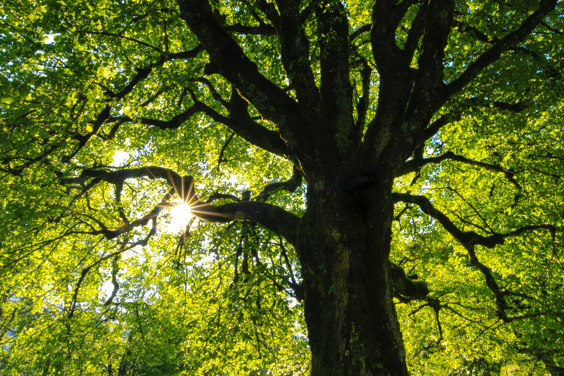 How to Grow a Tree or Bush From a Cutting - Dengarden