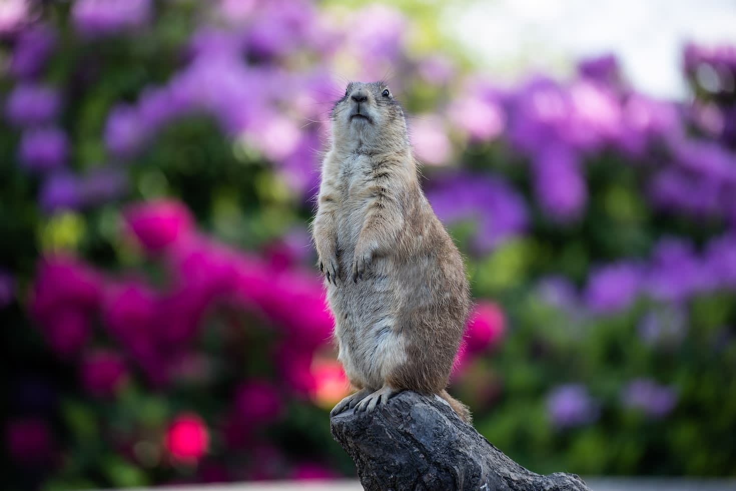 How to get rid of groundhogs in your yard - Dengarden