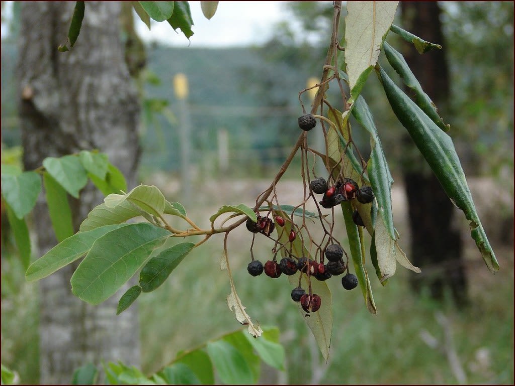 Australian Native Plant Profile: Soap Tree (Alphitonia Excelsa) - Dengarden
