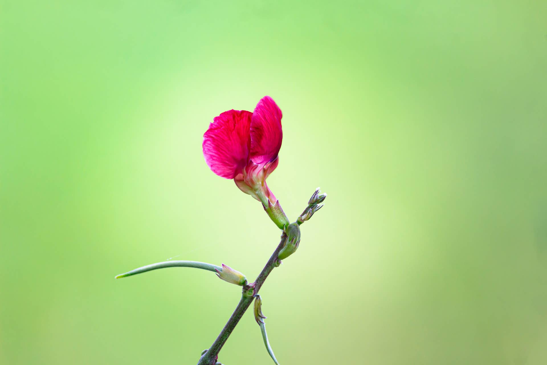 7 Kinds of Fragrant Flowers for a Sweet-Smelling Garden - Dengarden