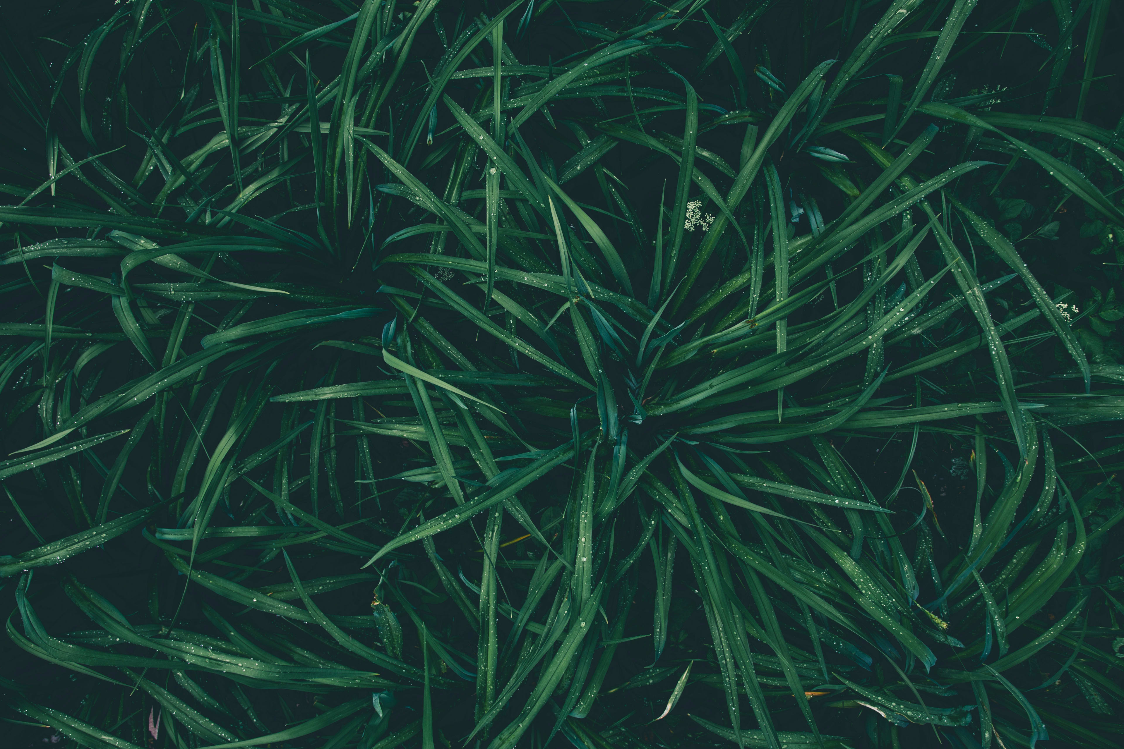 Overgrown Lawn? How to Cut Long Grass - Dengarden