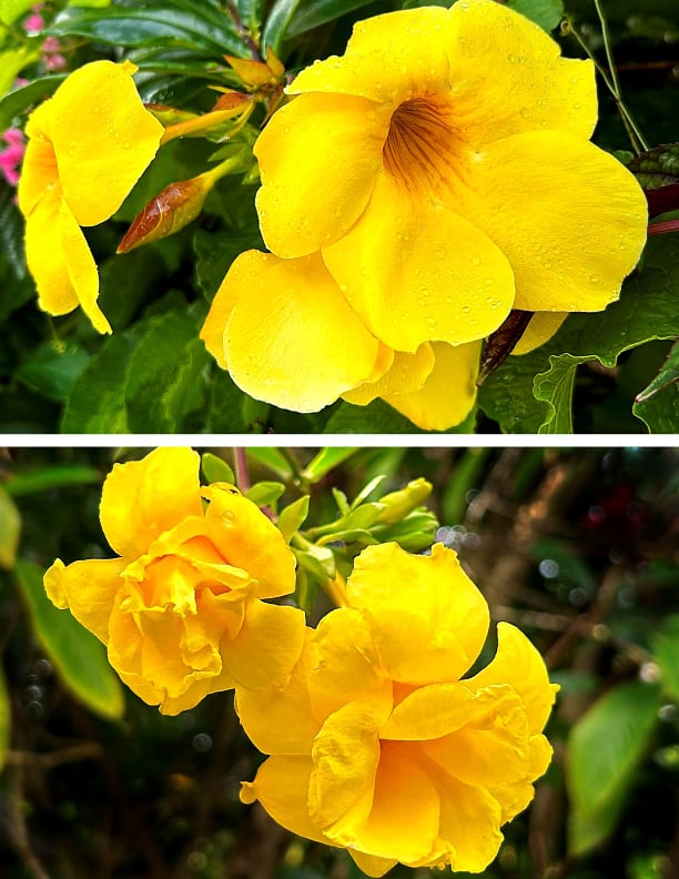 The Most Gorgeous Yellow Tropical Flower for Your Garden - Dengarden