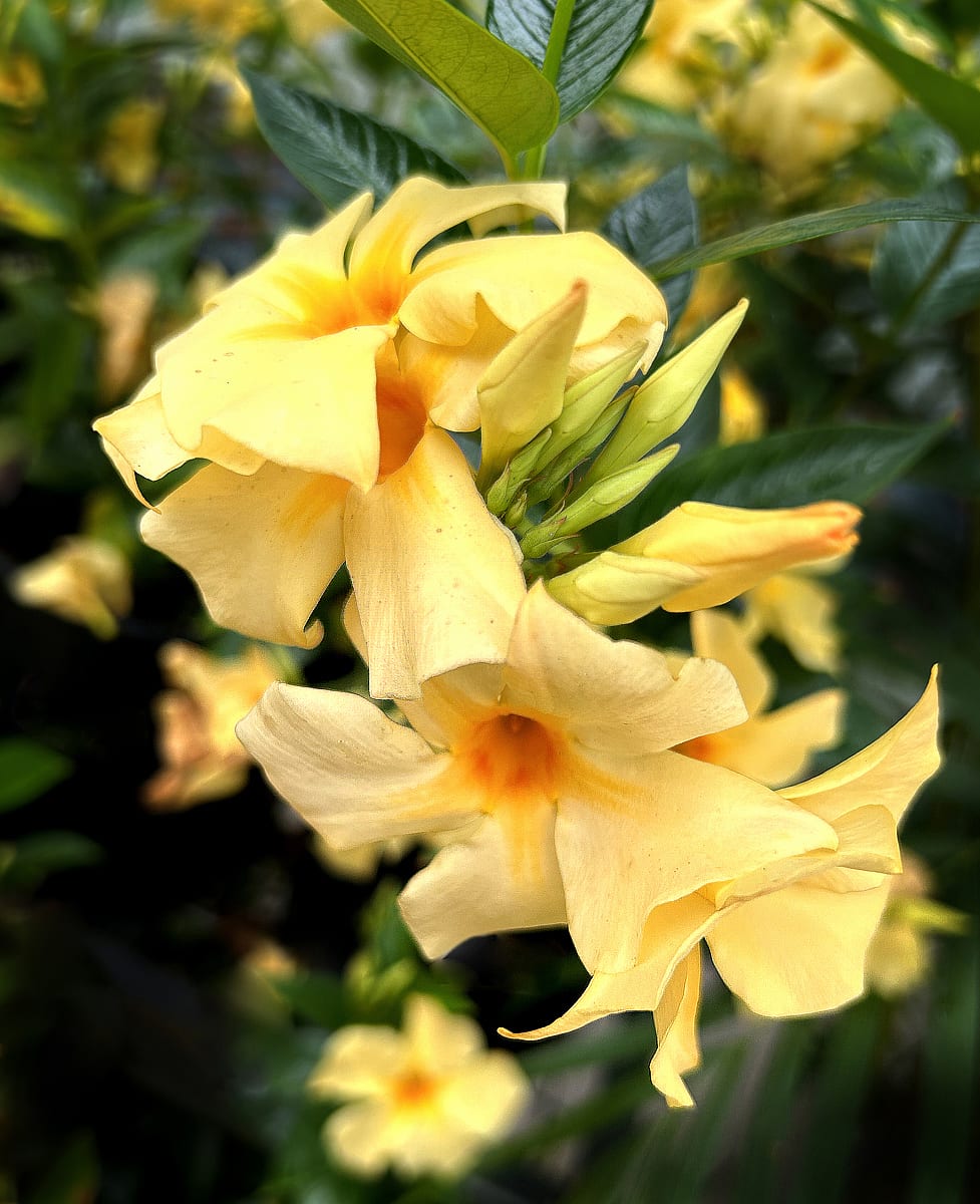 The Most Gorgeous Yellow Tropical Flower for Your Garden - Dengarden