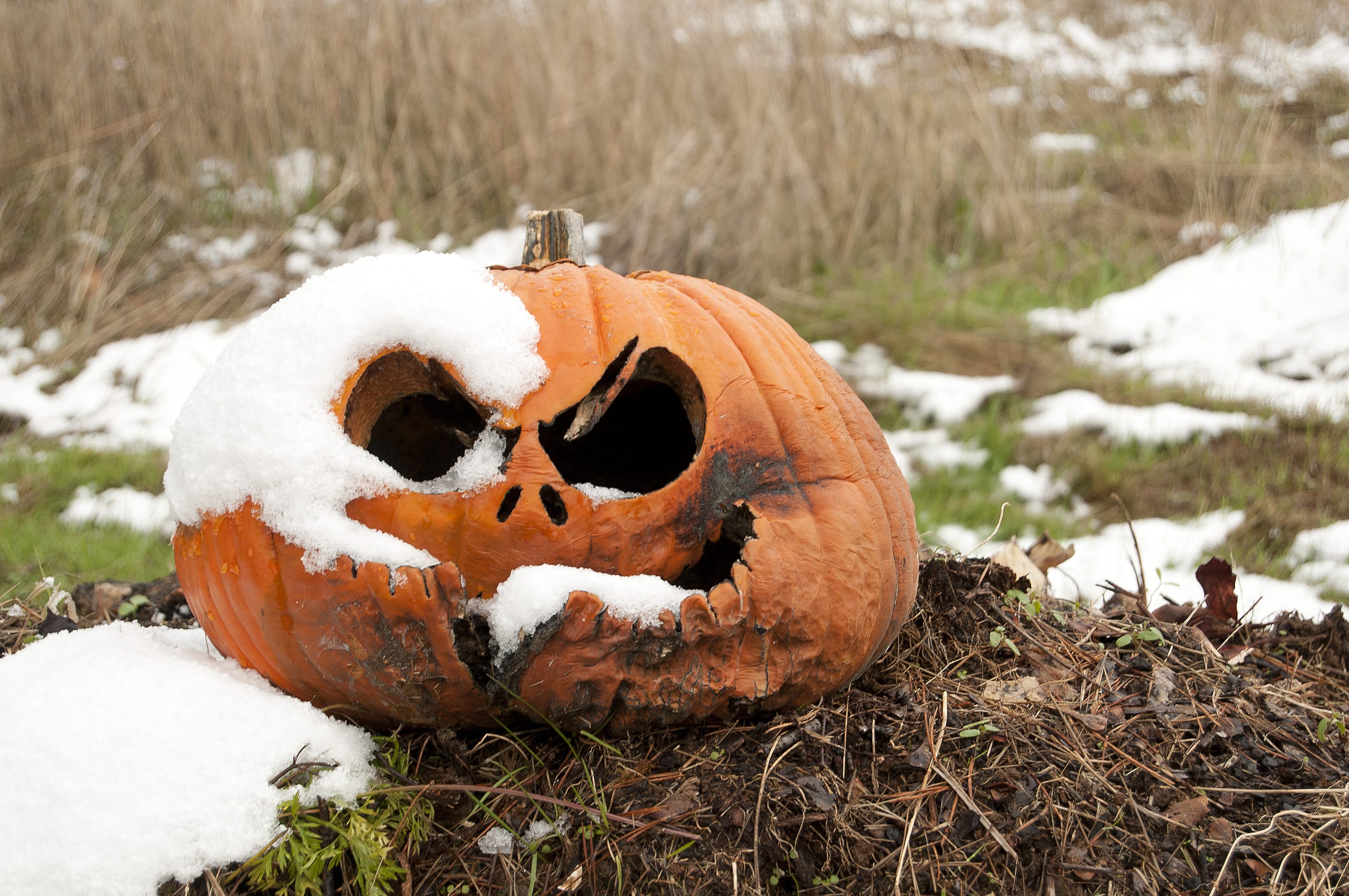 How To Build a 'Magical' Pumpkin Arch in The Garden - Dengarden