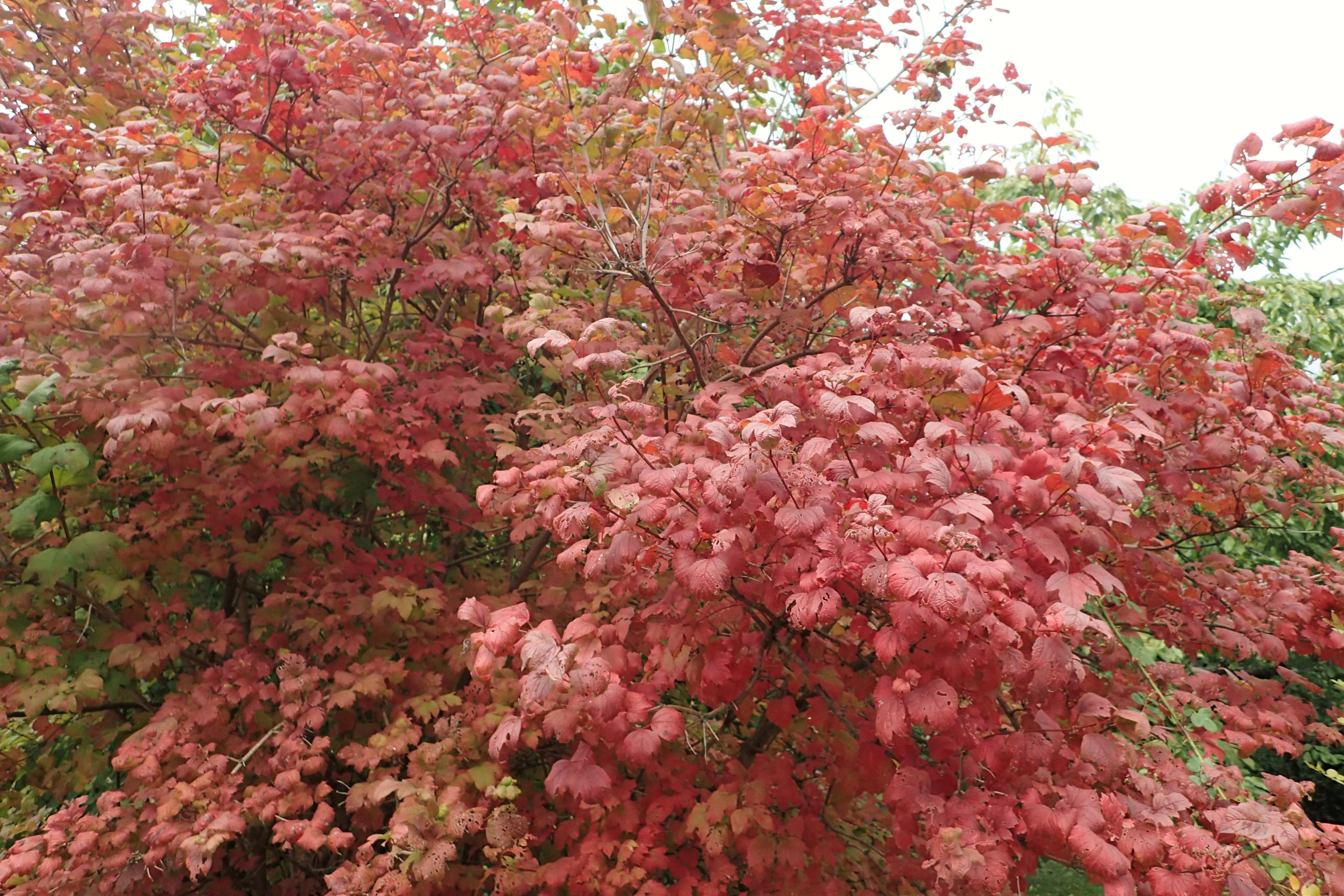 Snowball Viburnum Varieties: Chinese, Japanese and European - Dengarden