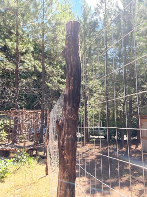 I Made Toxic-Free Pressure-Treated Fence Posts With Old Techniques and ...