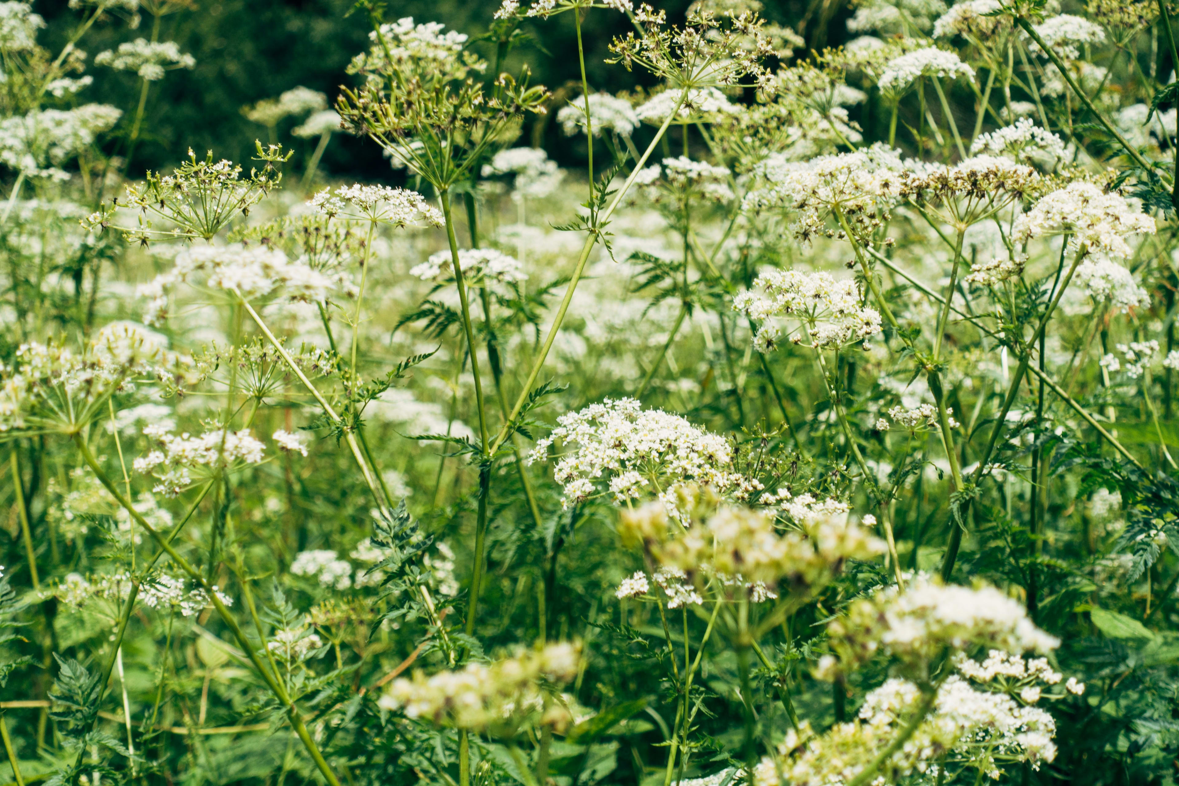 Why Every Serious Gardener Needs to Plant Yarrow - Dengarden