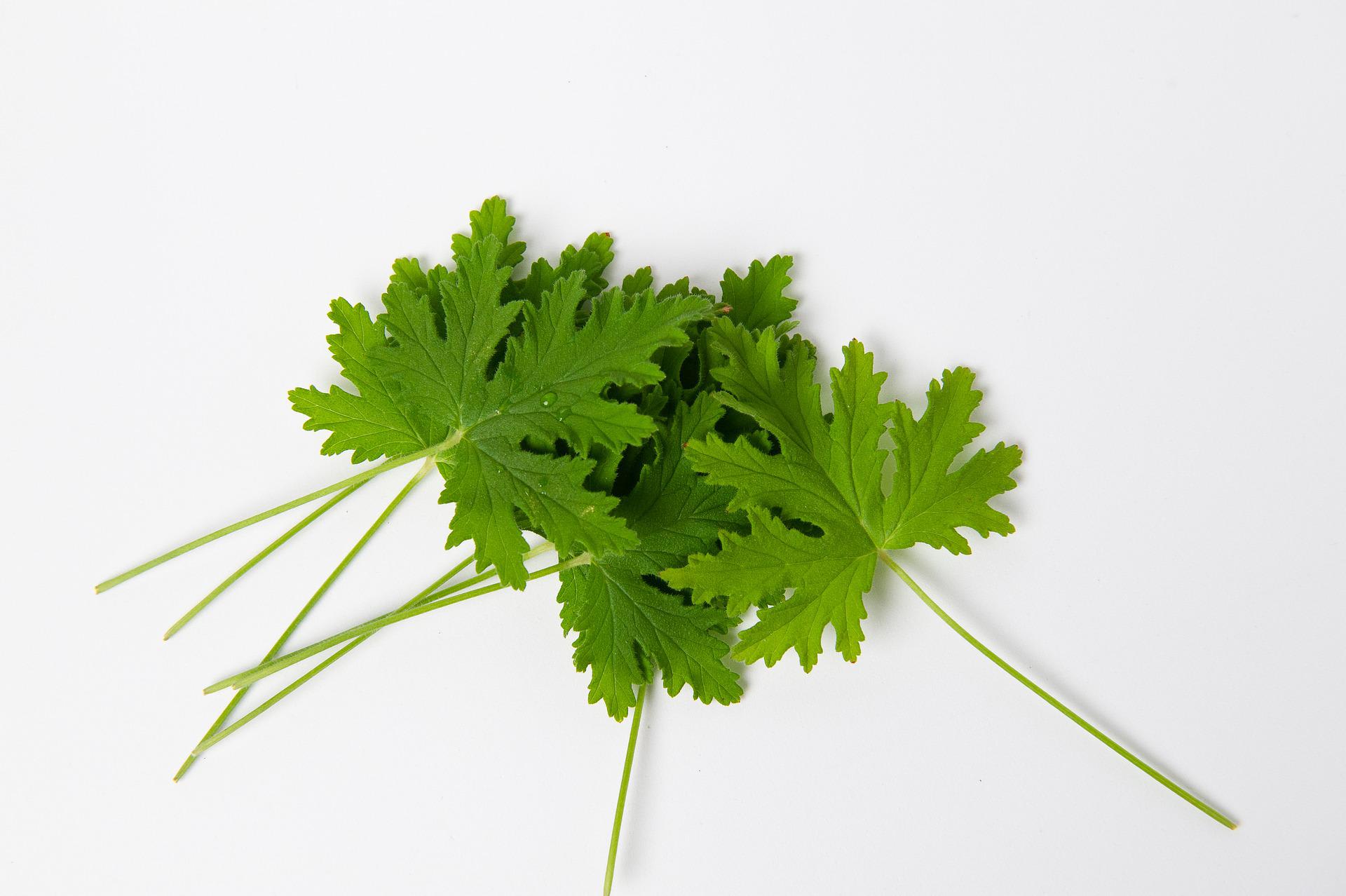 The Benefits and Uses of Geranium Pelargonium in Your Garden and Home ...