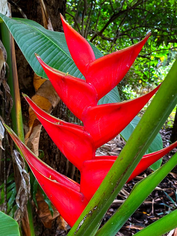 For the Love of Heliconia: A Beautiful Plant Species - Dengarden