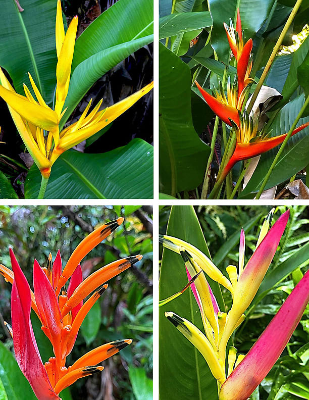 For the Love of Heliconia: A Beautiful Plant Species - Dengarden