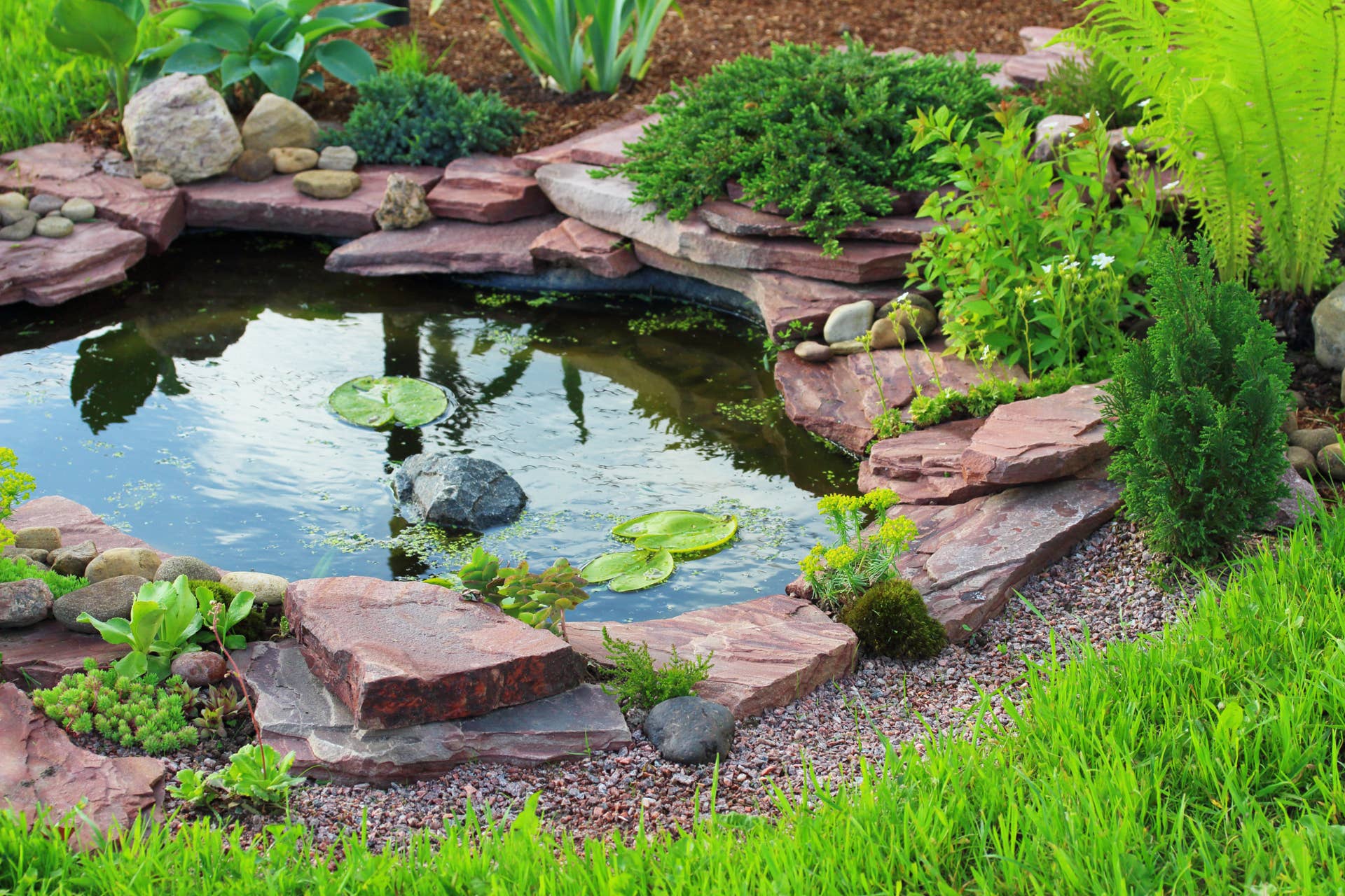 Woman Creates 'Magical' Tiny Pond in Backyard Tub