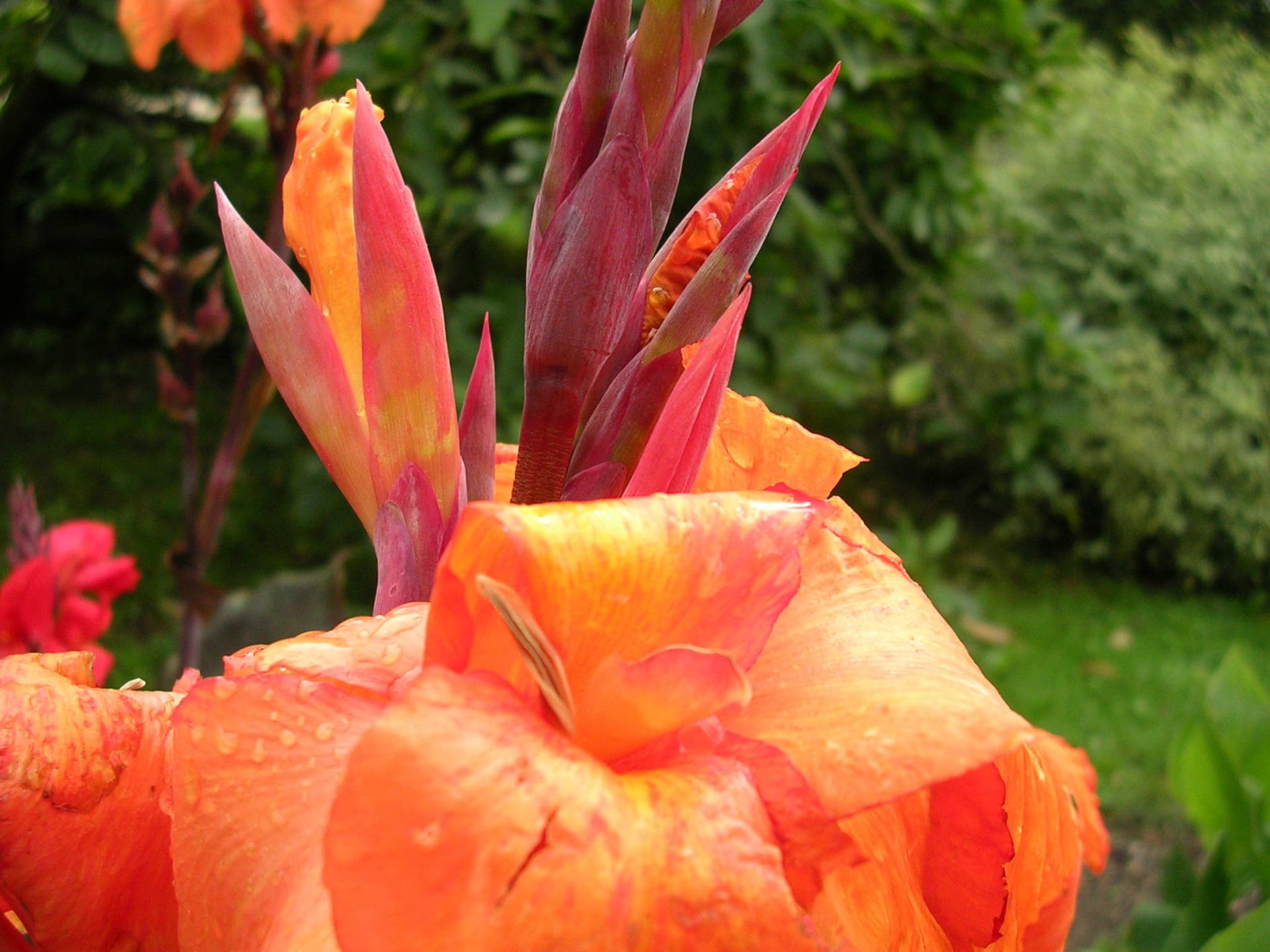 How to Grow Canna Lilies From Seed - Dengarden