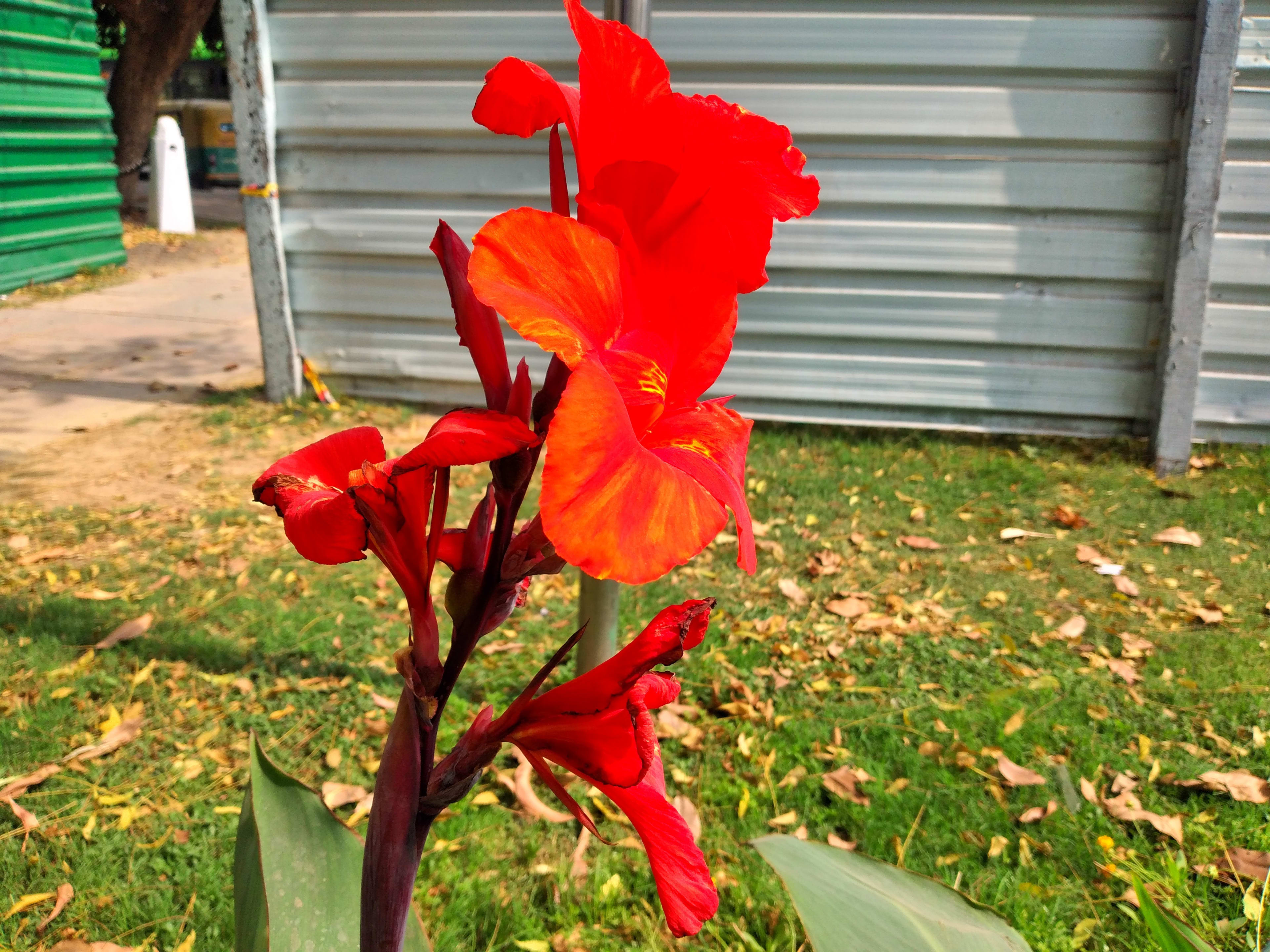 How to Grow Canna Lilies From Seed - Dengarden