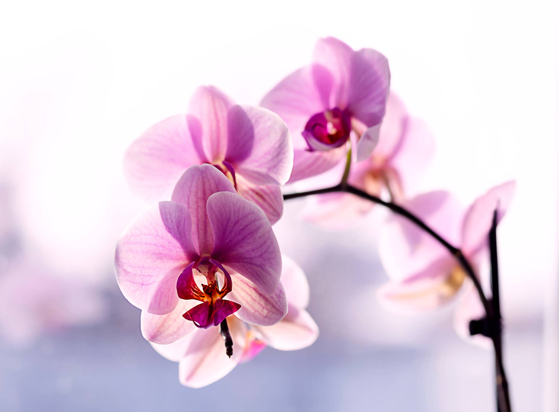 What Is a Monkey Face Orchid? - Dengarden