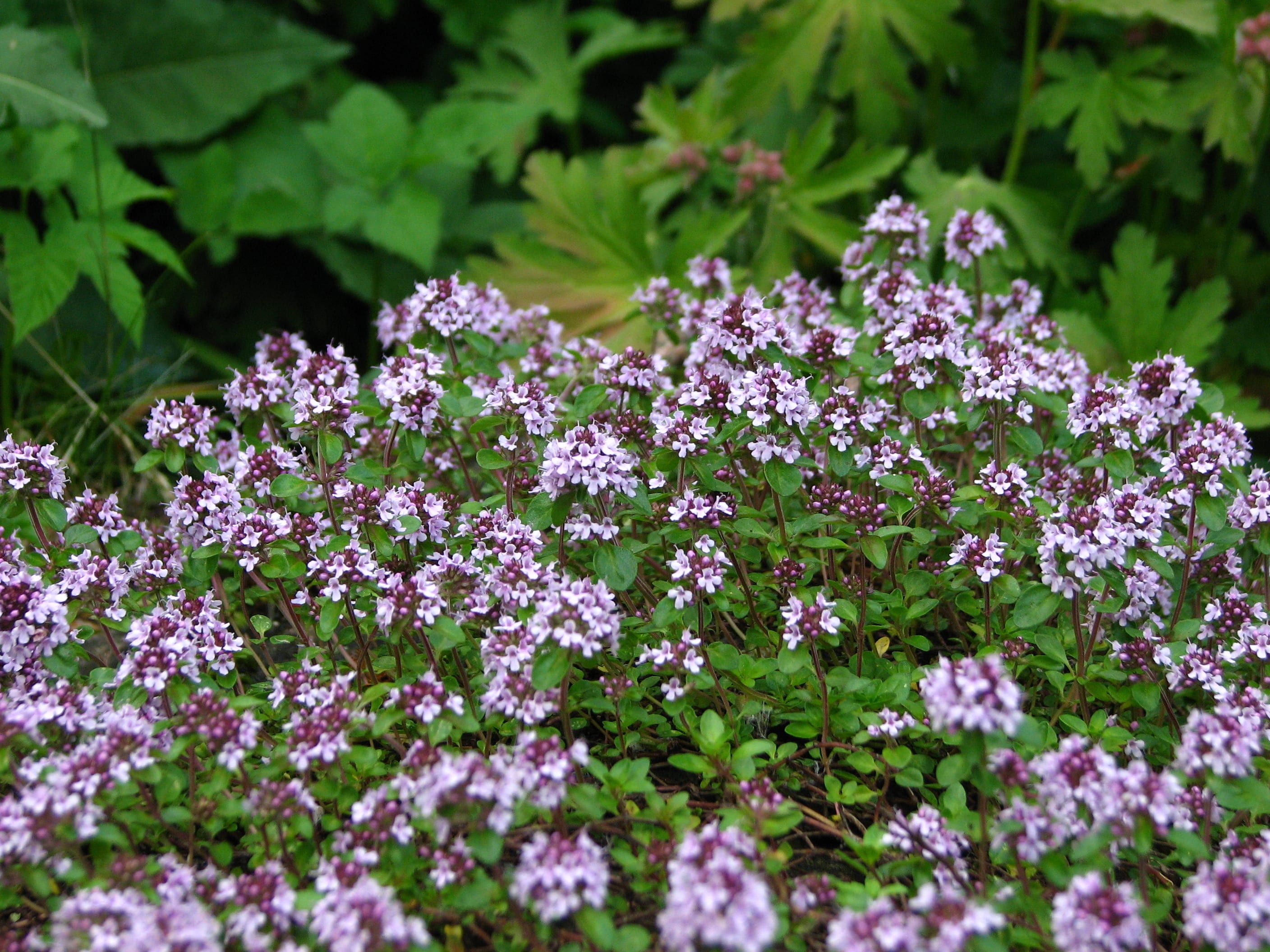Creeping Thyme Ground Cover: Types, Care, and Propagation - Dengarden