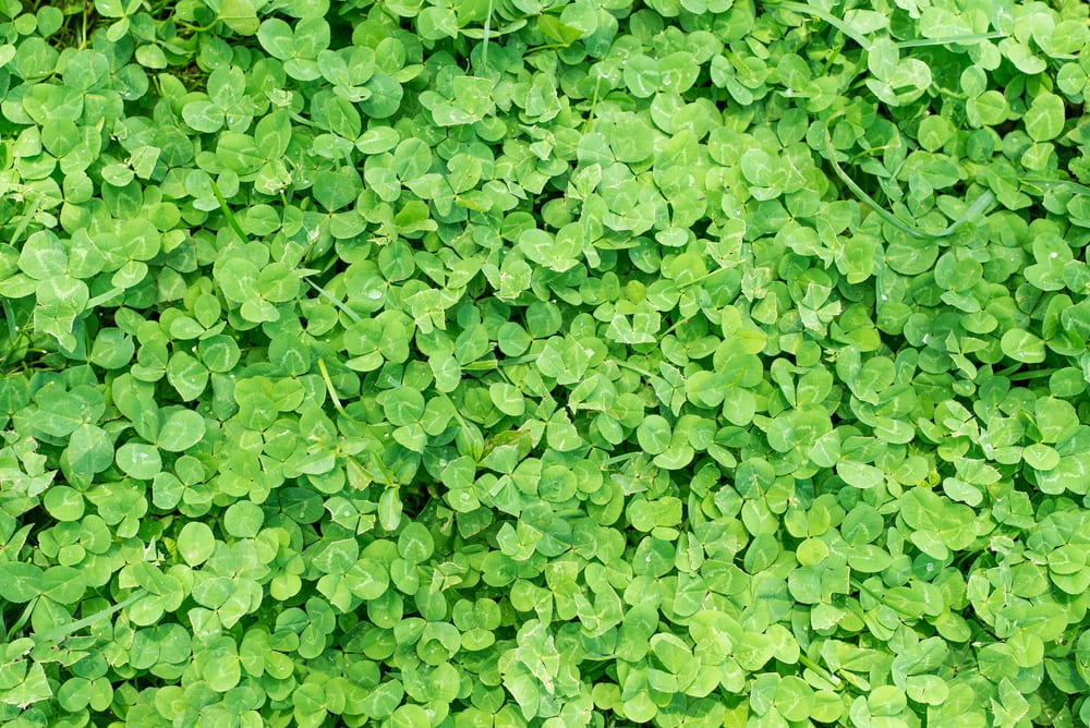 The Benefits of Clover Lawns Are Infinite - Dengarden