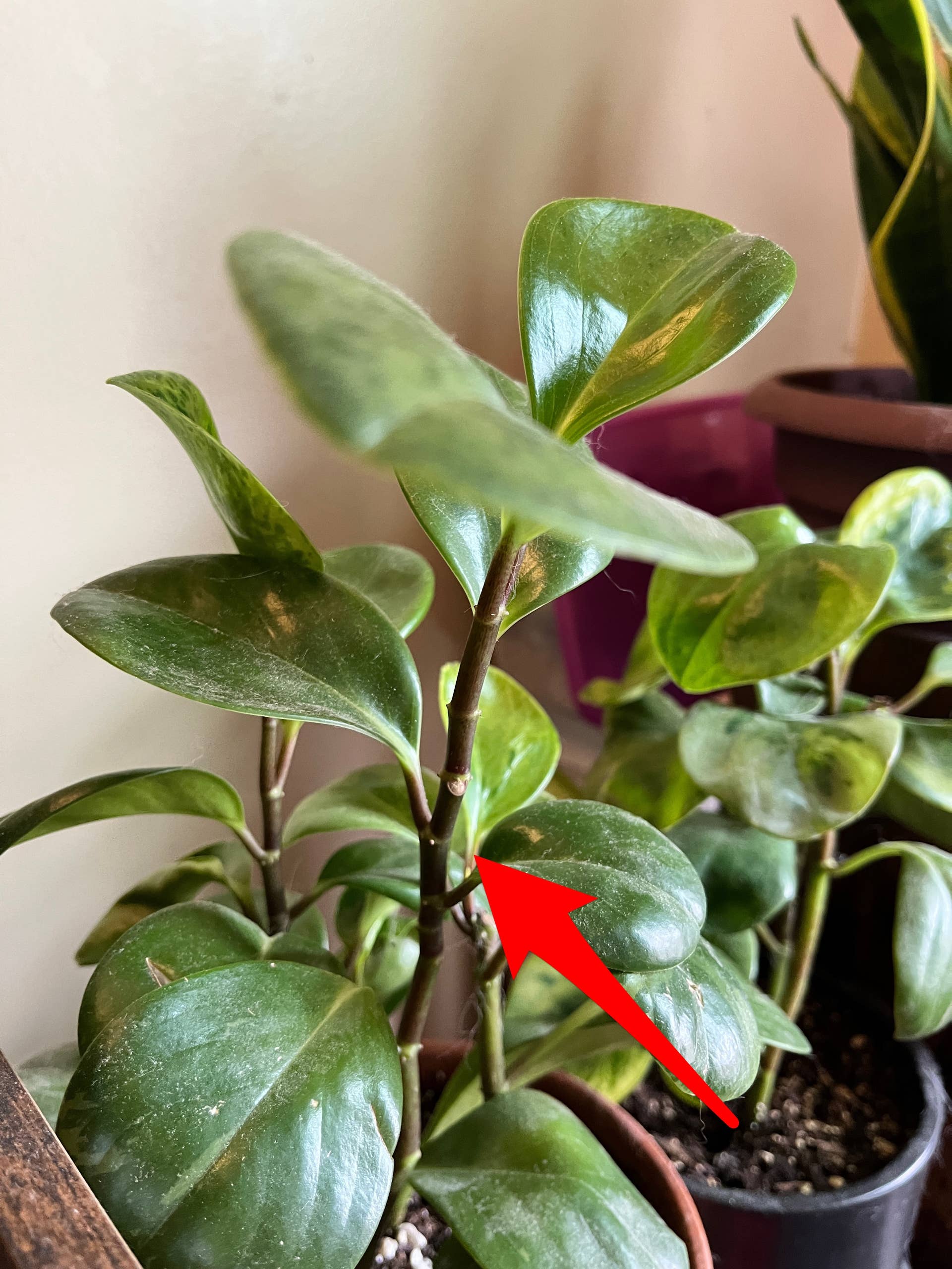 Propagate Your Peperomia: Creating a New Houseplant Using a Trimming ...