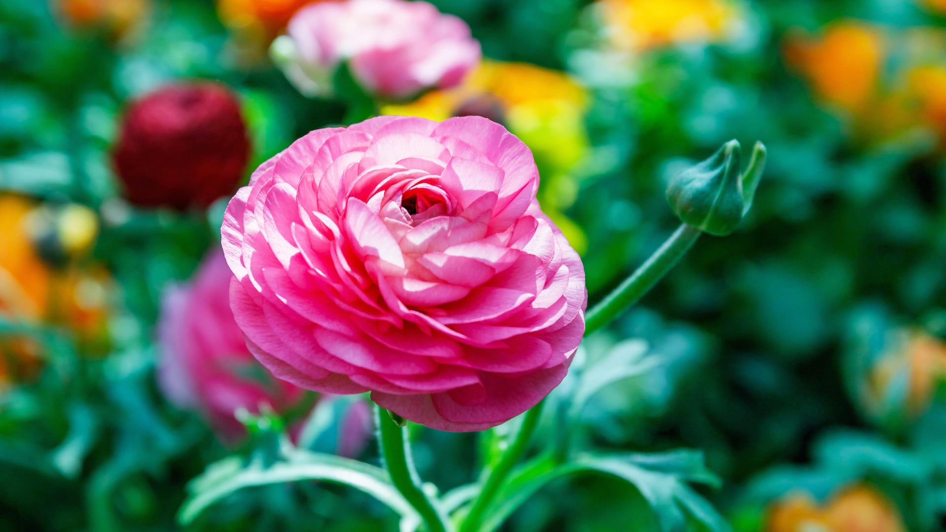 New Gardeners Are Gushing Over This Guide Book for Starting a Cut ...