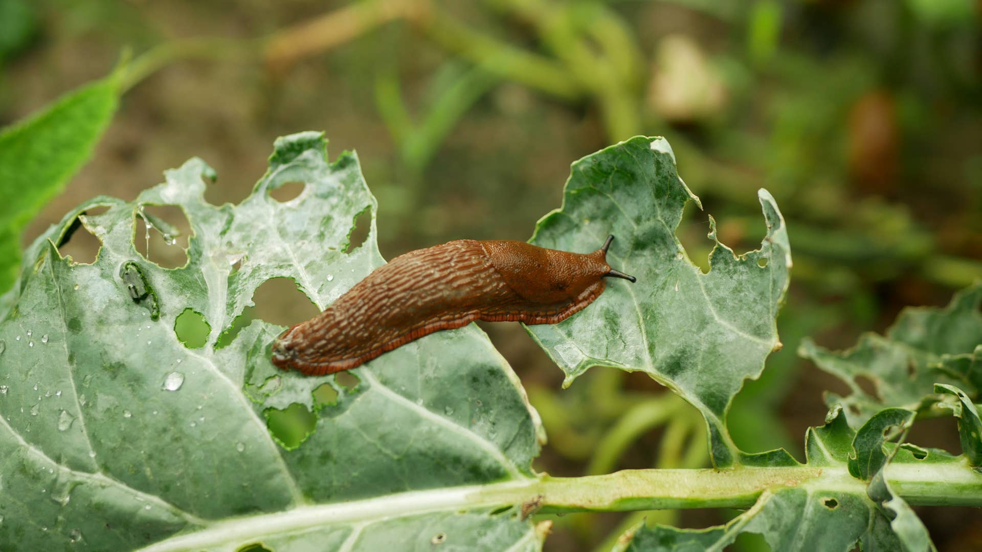 How to Deal With Snails and Slugs in the Garden Naturally and Safely ...