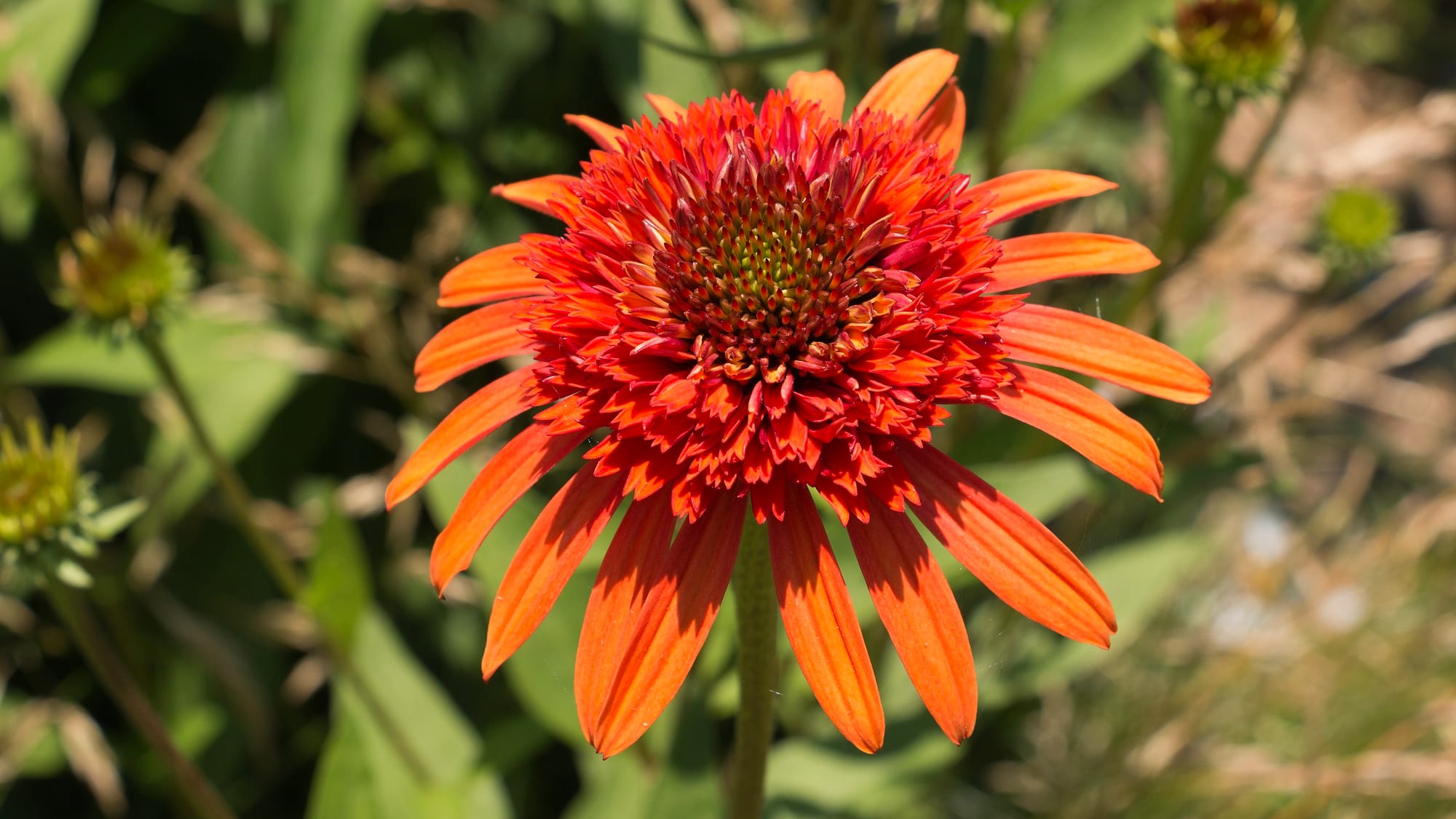 Vibrant Orange Flower Varieties: Names, Types, and Pictures - Dengarden