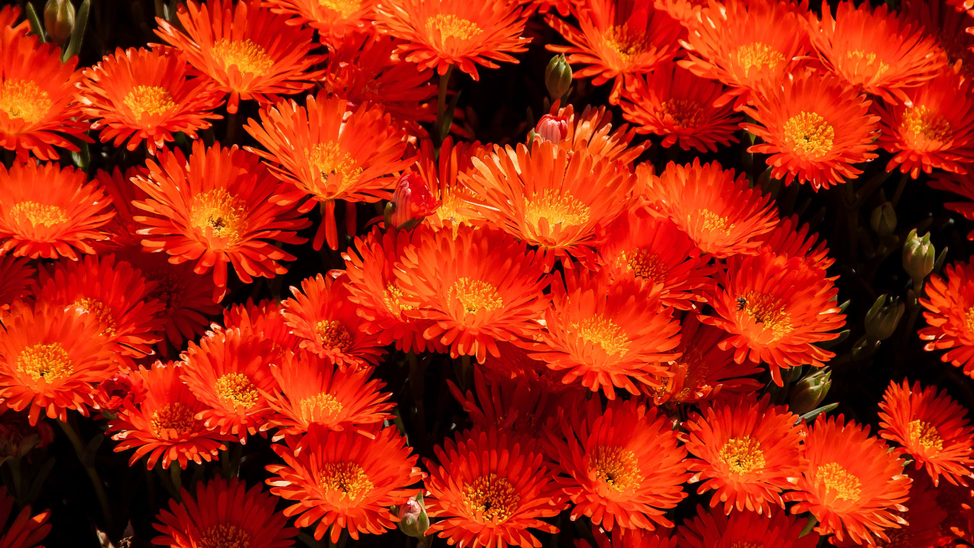 Vibrant Orange Flower Varieties: Names, Types, and Pictures - Dengarden
