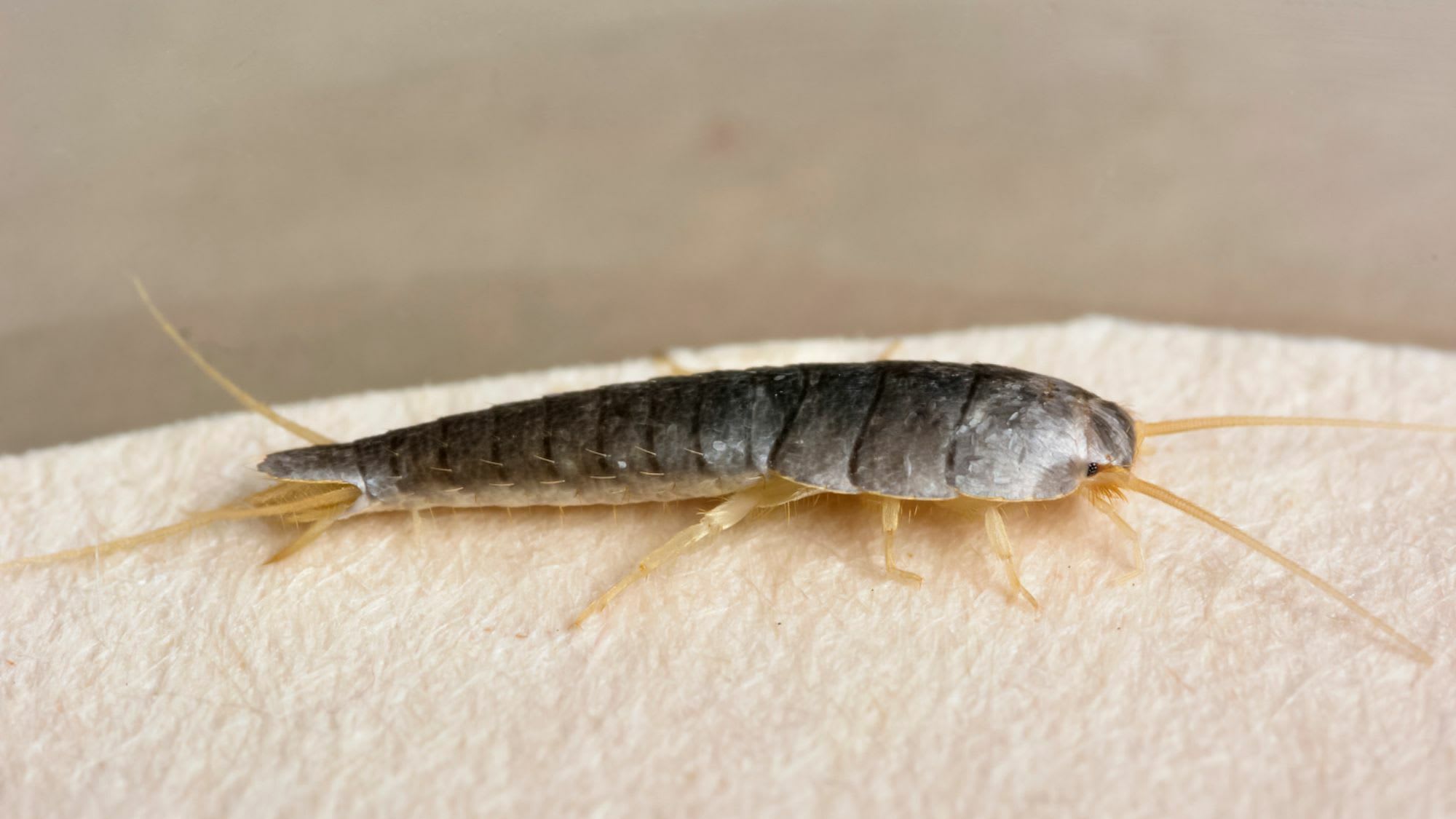 Silverfish Features, Life Cycle, Effects, and Pest Control - Dengarden