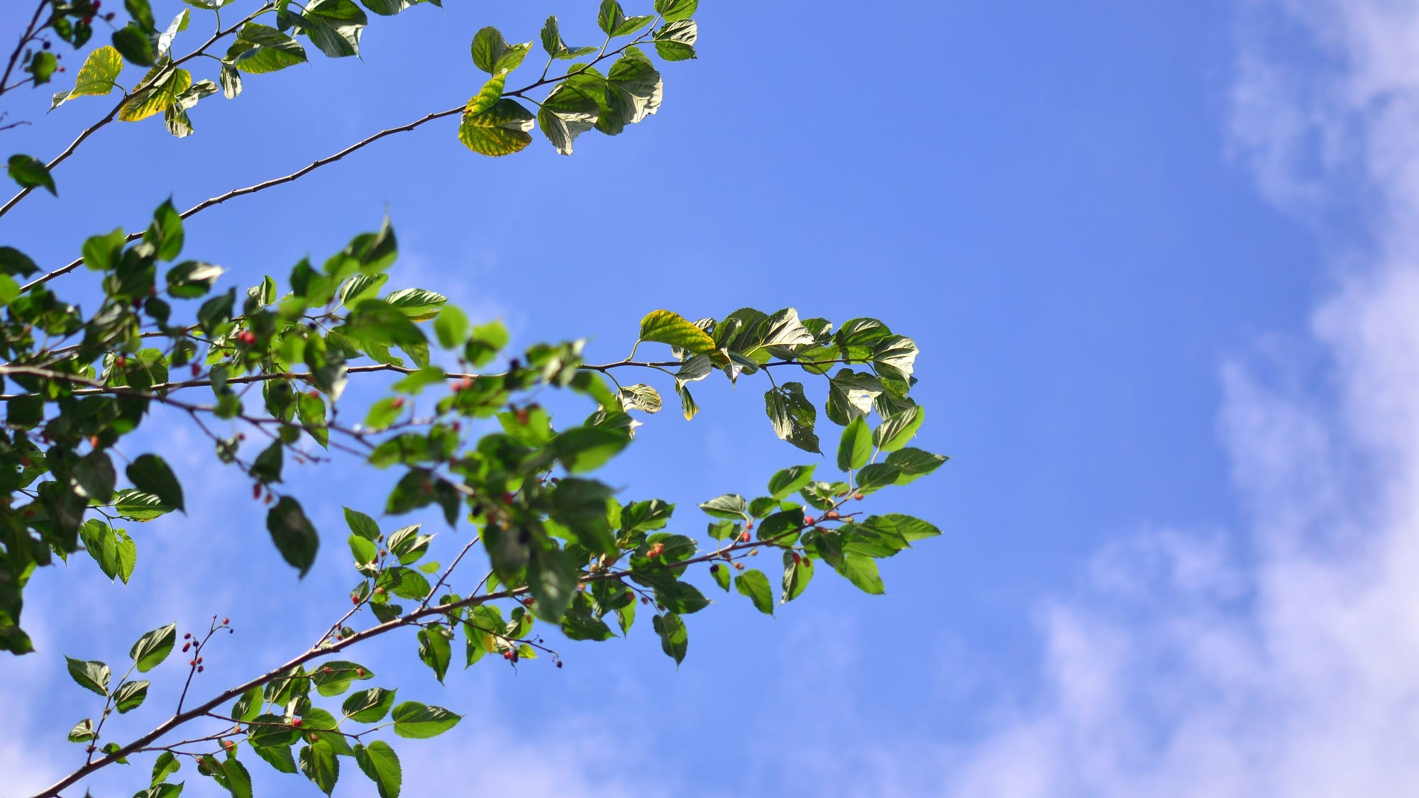 Growing and Caring for Mulberry Trees - Dengarden