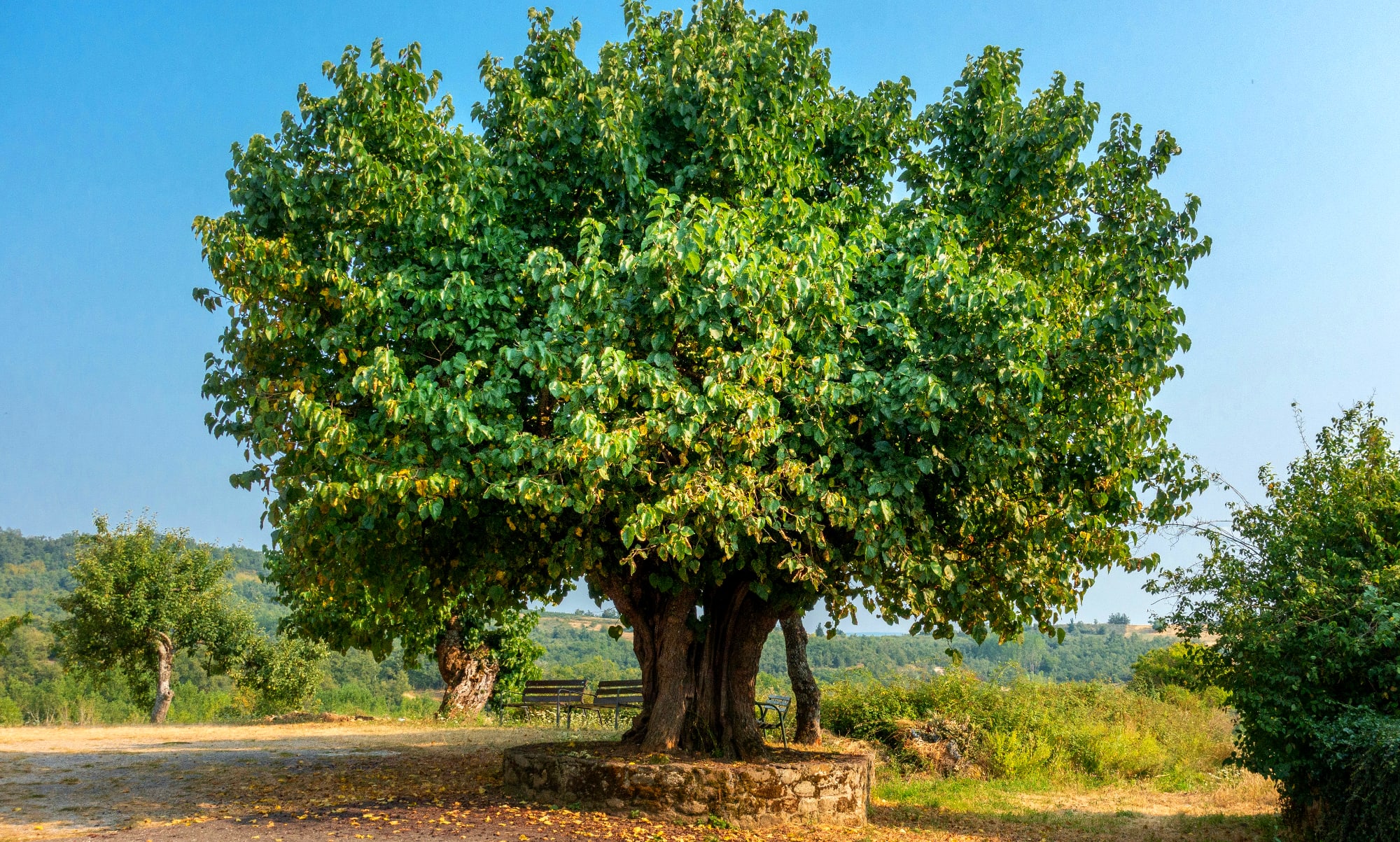 Growing and Caring for Mulberry Trees - Dengarden