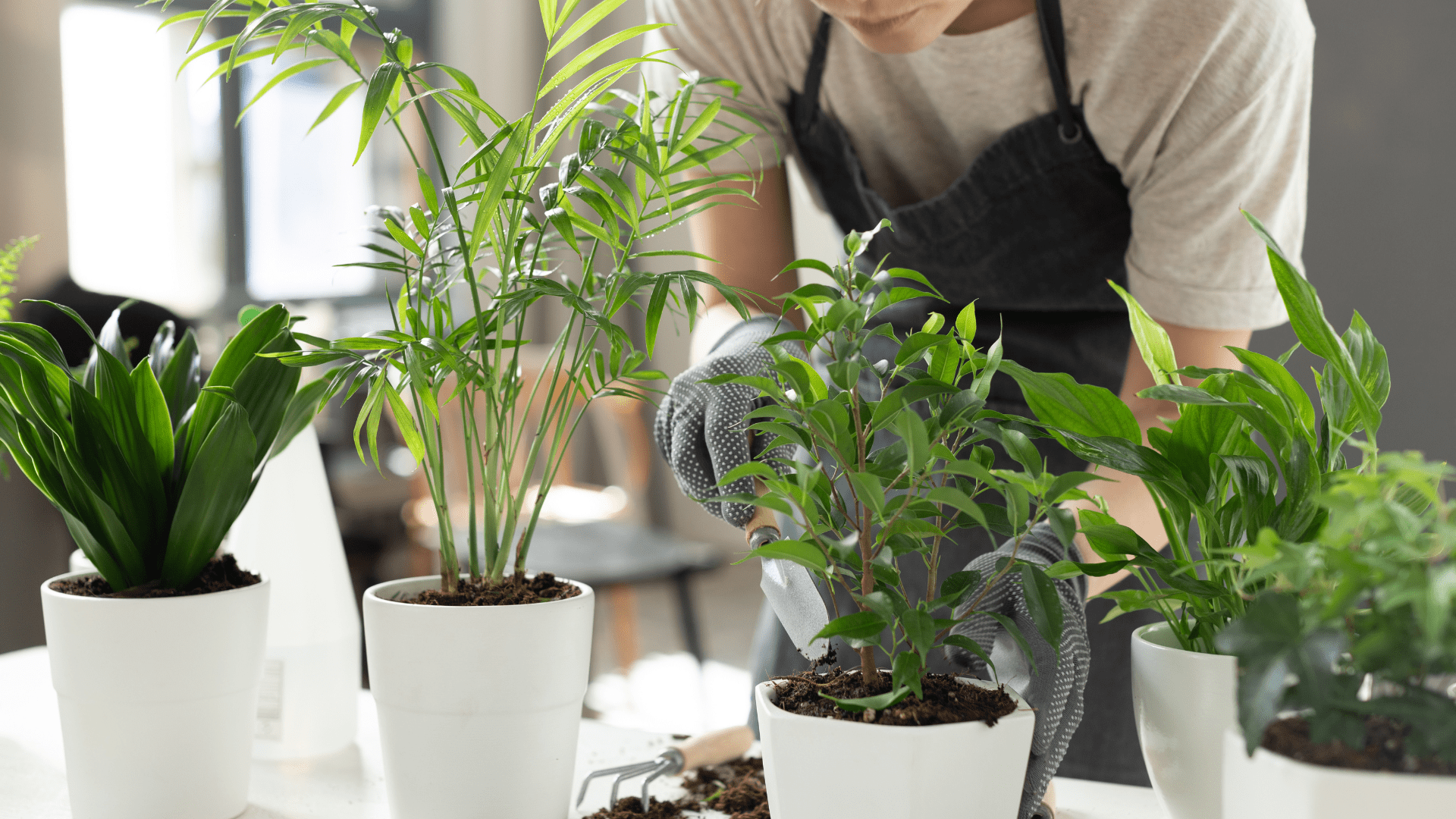 Turn Your Brown Thumb Green With These 3 Beginner-Friendly Plants ...