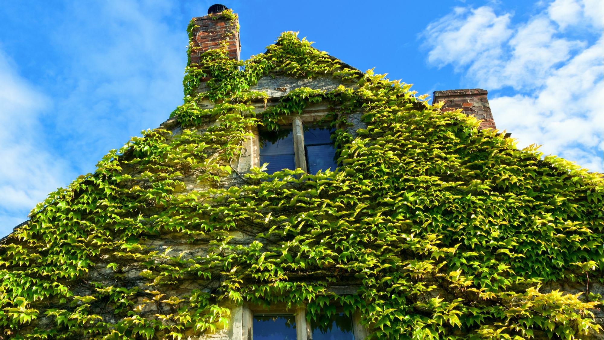 English Ivy Facts, Uses, and Problems - Dengarden