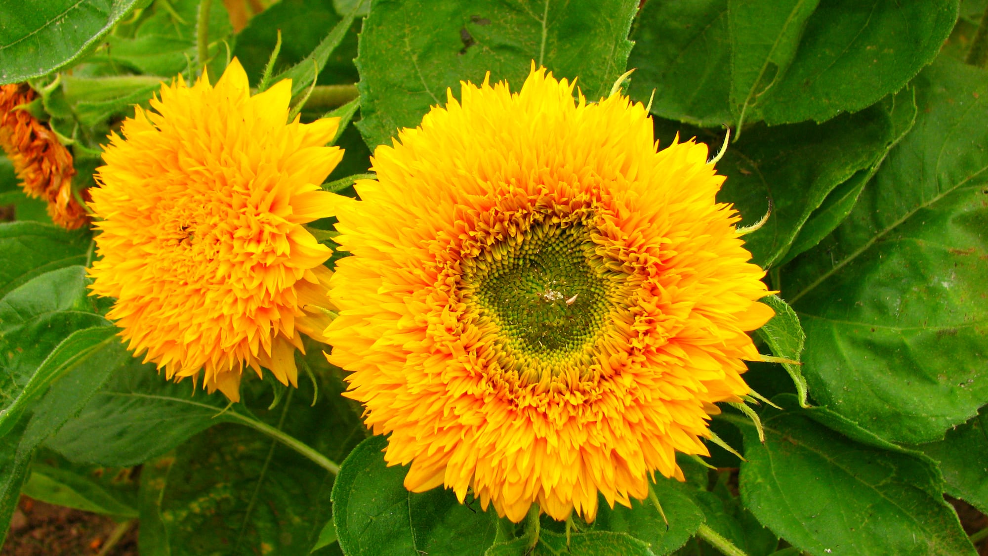 30 Flowers and Their Meanings With Pictures - Dengarden