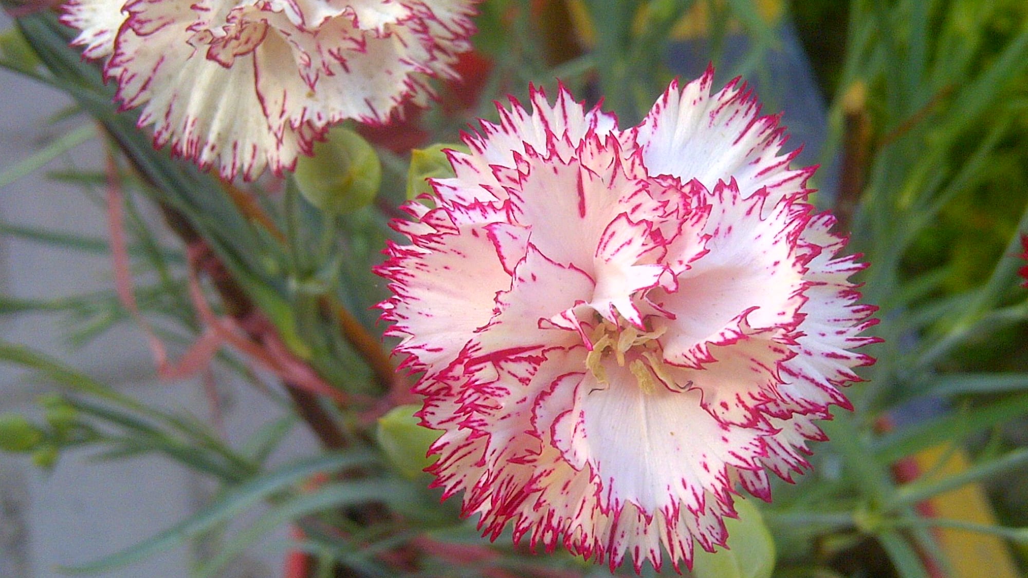 30 Flowers and Their Meanings With Pictures - Dengarden