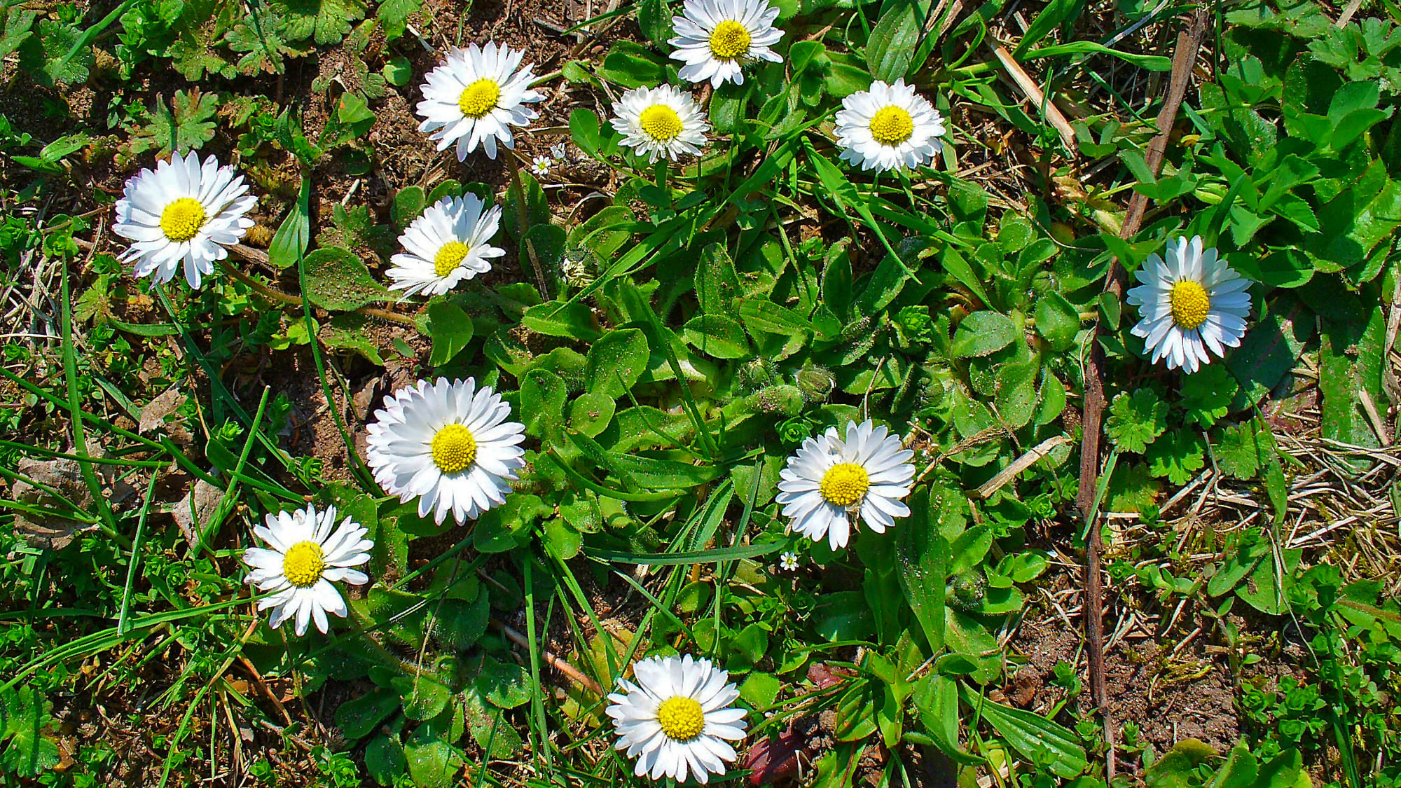 30 Flowers and Their Meanings With Pictures - Dengarden