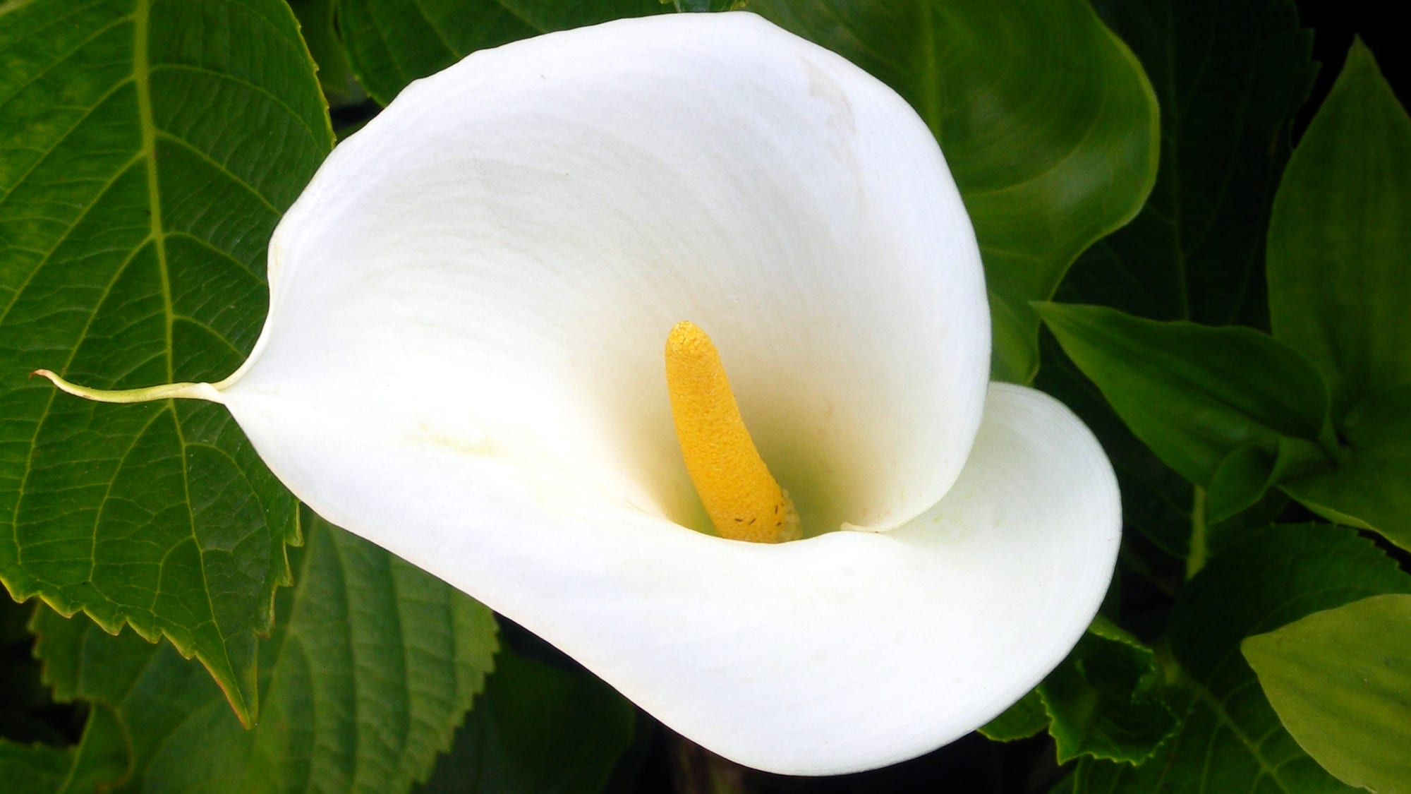 30 Flowers and Their Meanings With Pictures - Dengarden