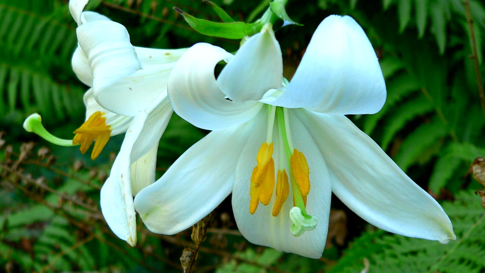 30 Flowers and Their Meanings With Pictures - Dengarden