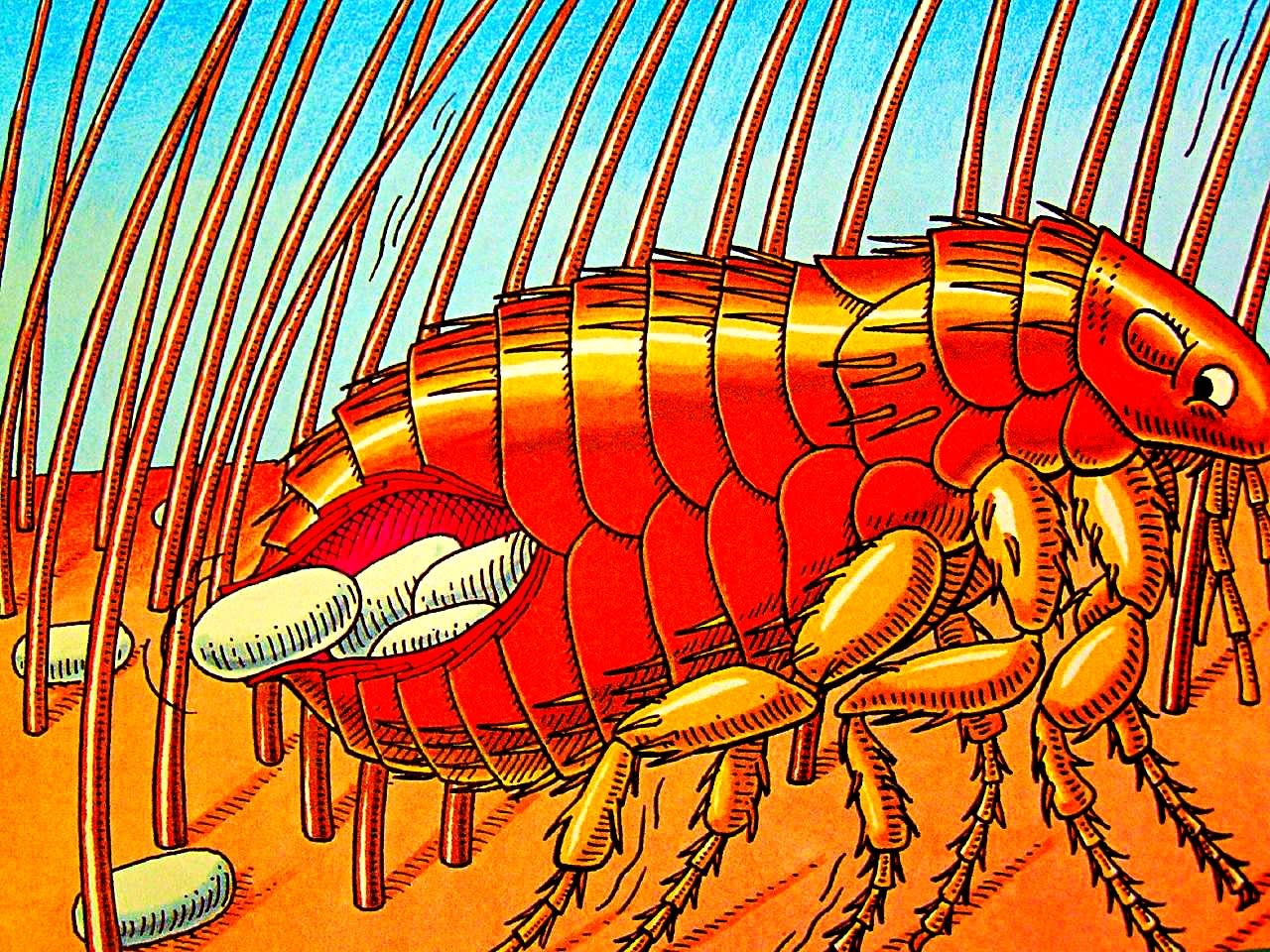 How to Rid Your House of Fleas - Dengarden