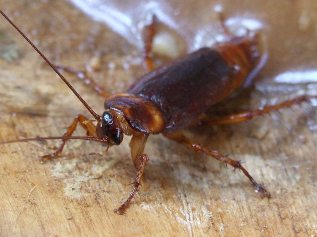 10 Ways to Keep Roaches Out of the House - Dengarden