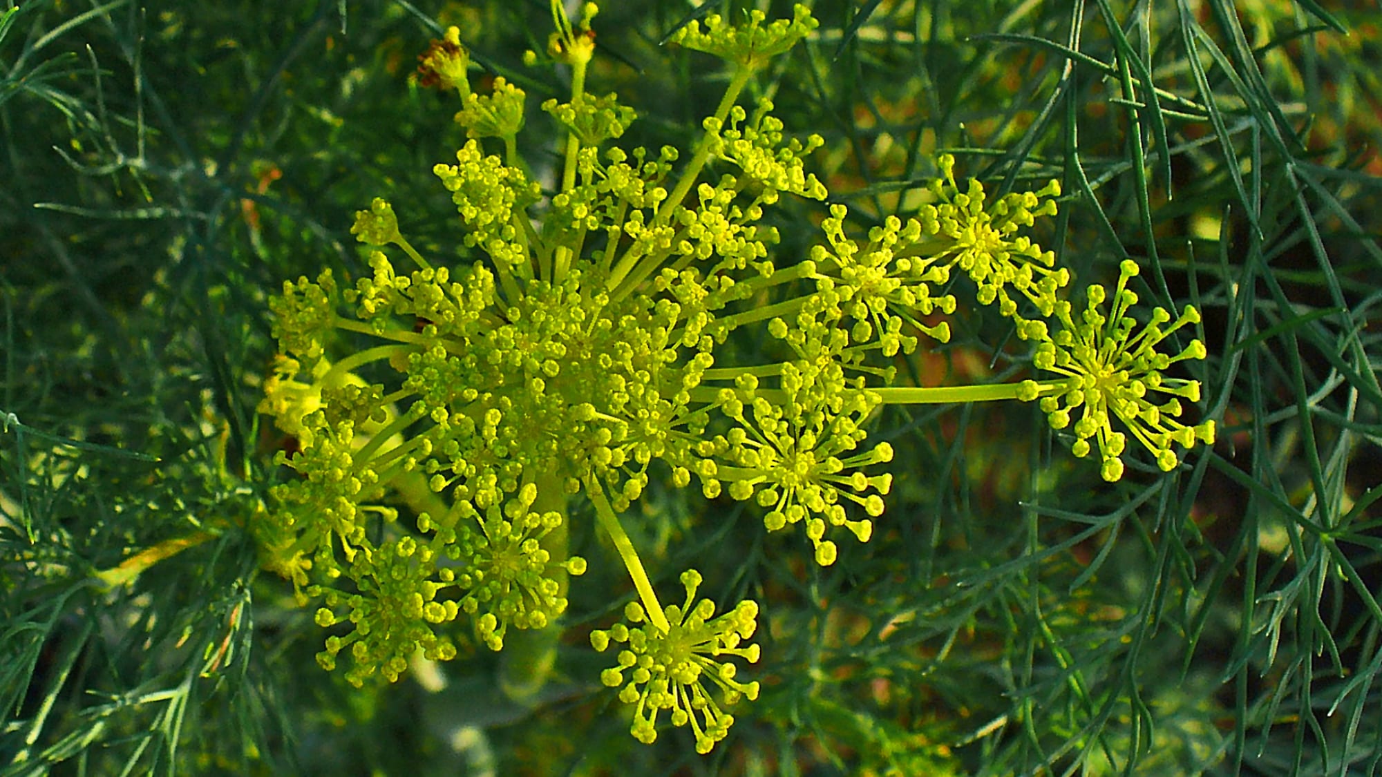 9 Perennial Herbs for Zones 5 and Higher - Dengarden